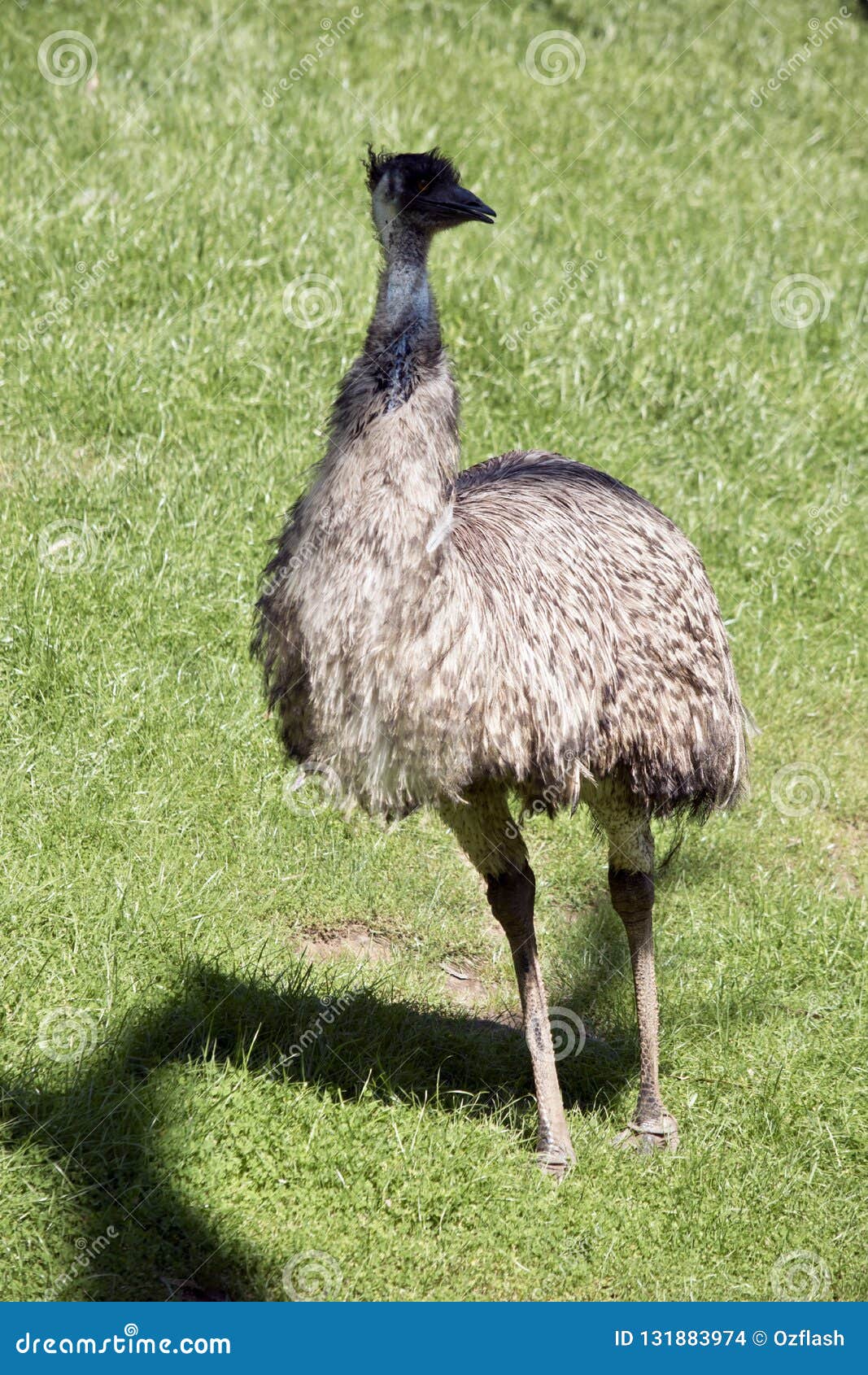 An Australian emu stock photo. Image of toes, legs, australia - 131883974