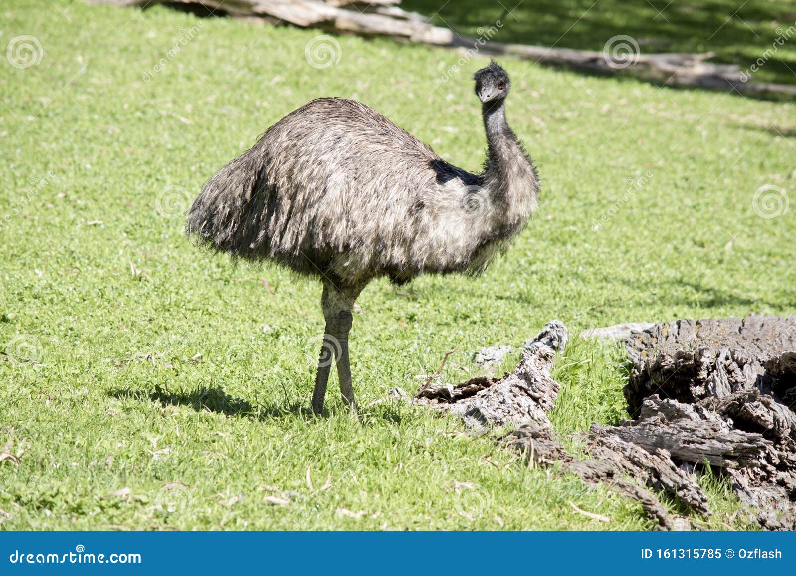 This is a Side View of an Australian Emu Stock Image - Image of neck ...