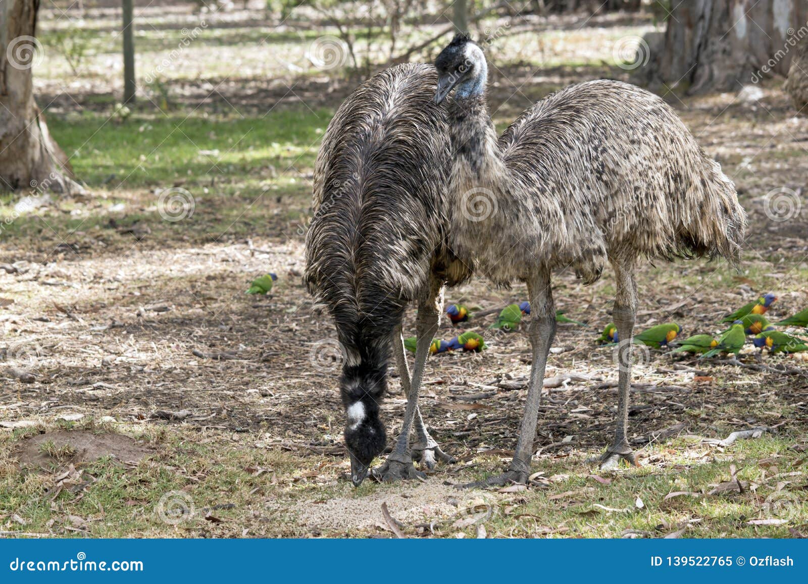 Two Australian emu stock image. Image of bird, bill - 139522765