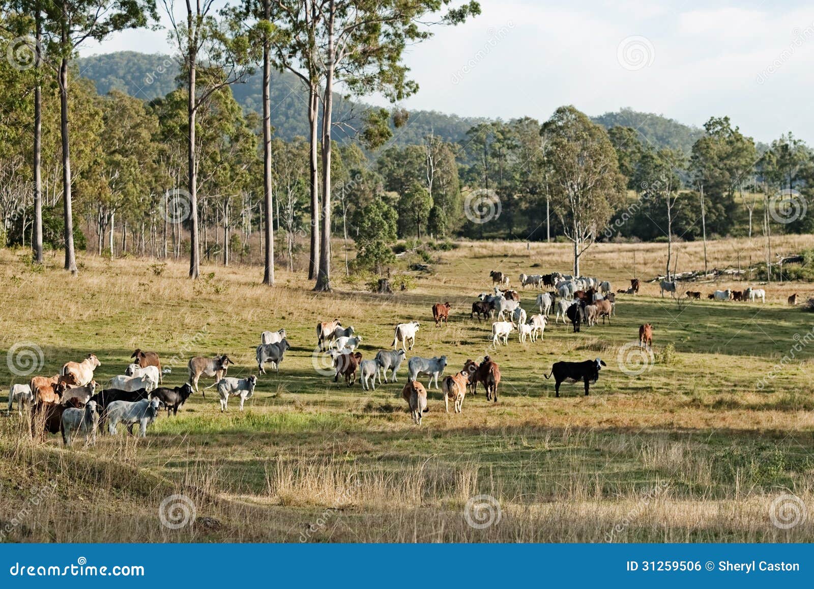 3,580 Australian Farm Country Stock Photos - Free & Royalty-Free Stock ...