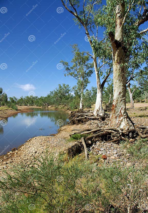 Australian Eucalyptus stock photo. Image of australian - 11809186