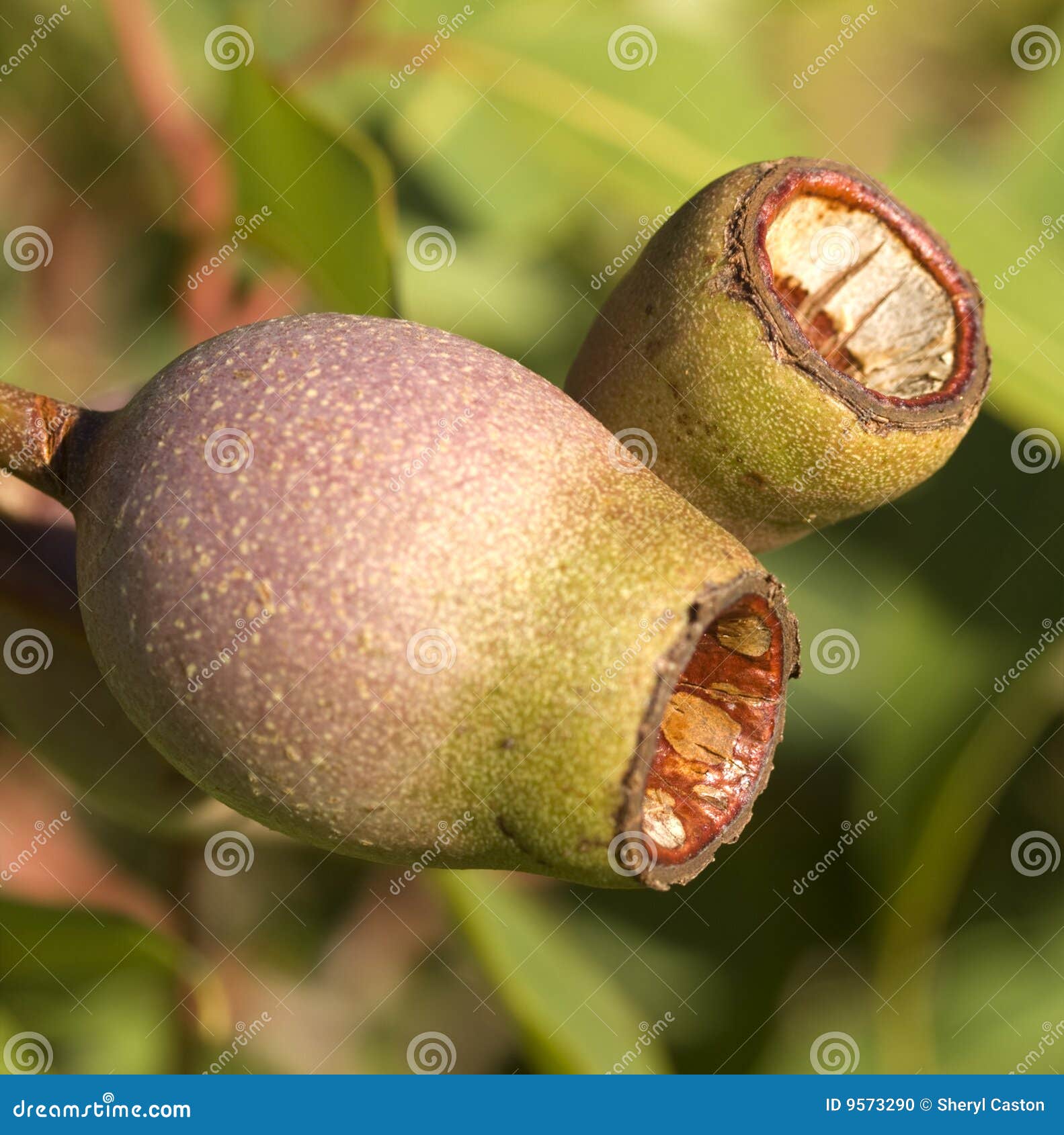 Australian Eucalyptus Corymbia Summer Red Gum Nuts Stock Photo - Image ...