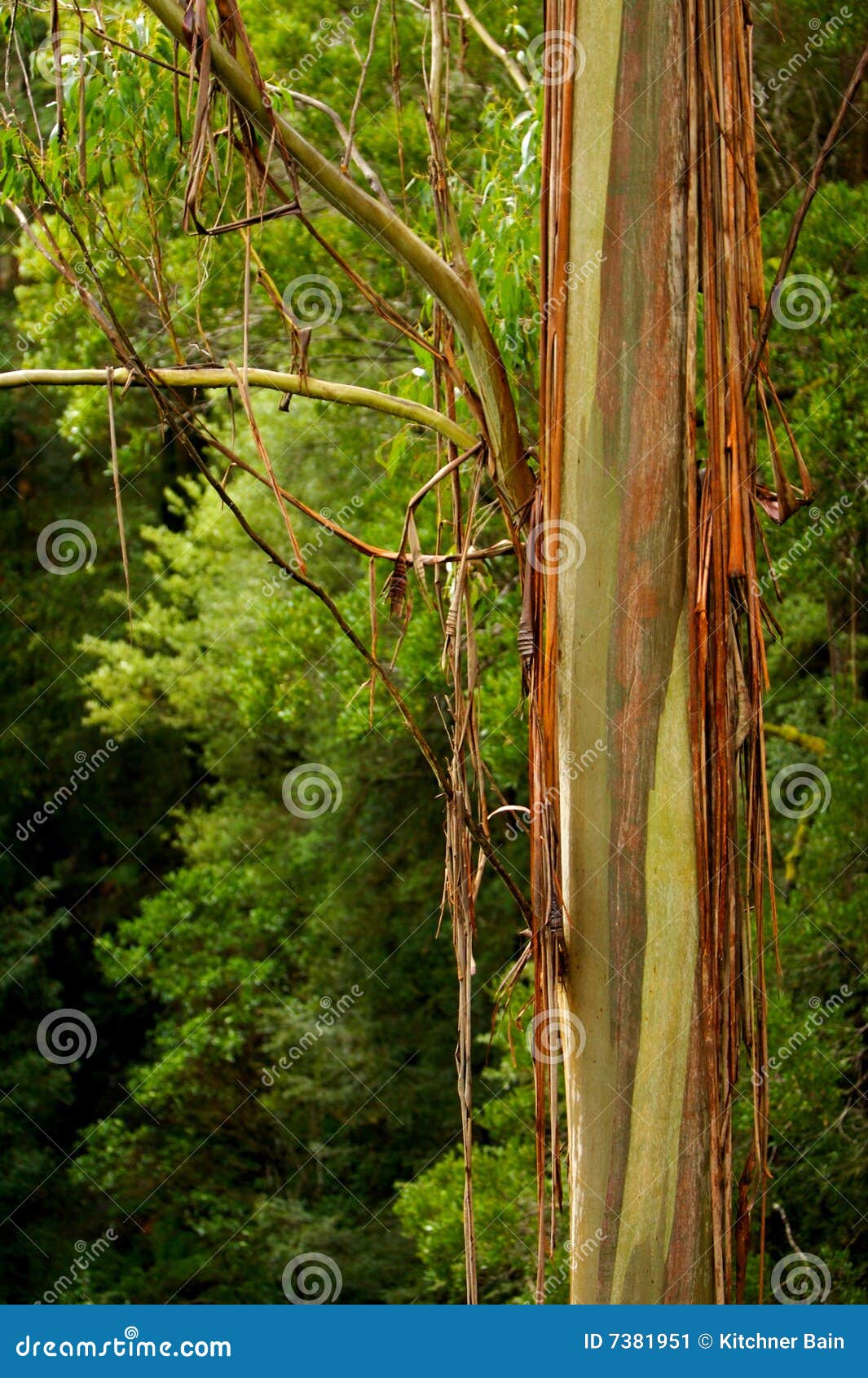 Australian Eucalyptus Trees Royalty-Free Stock Photo | CartoonDealer ...