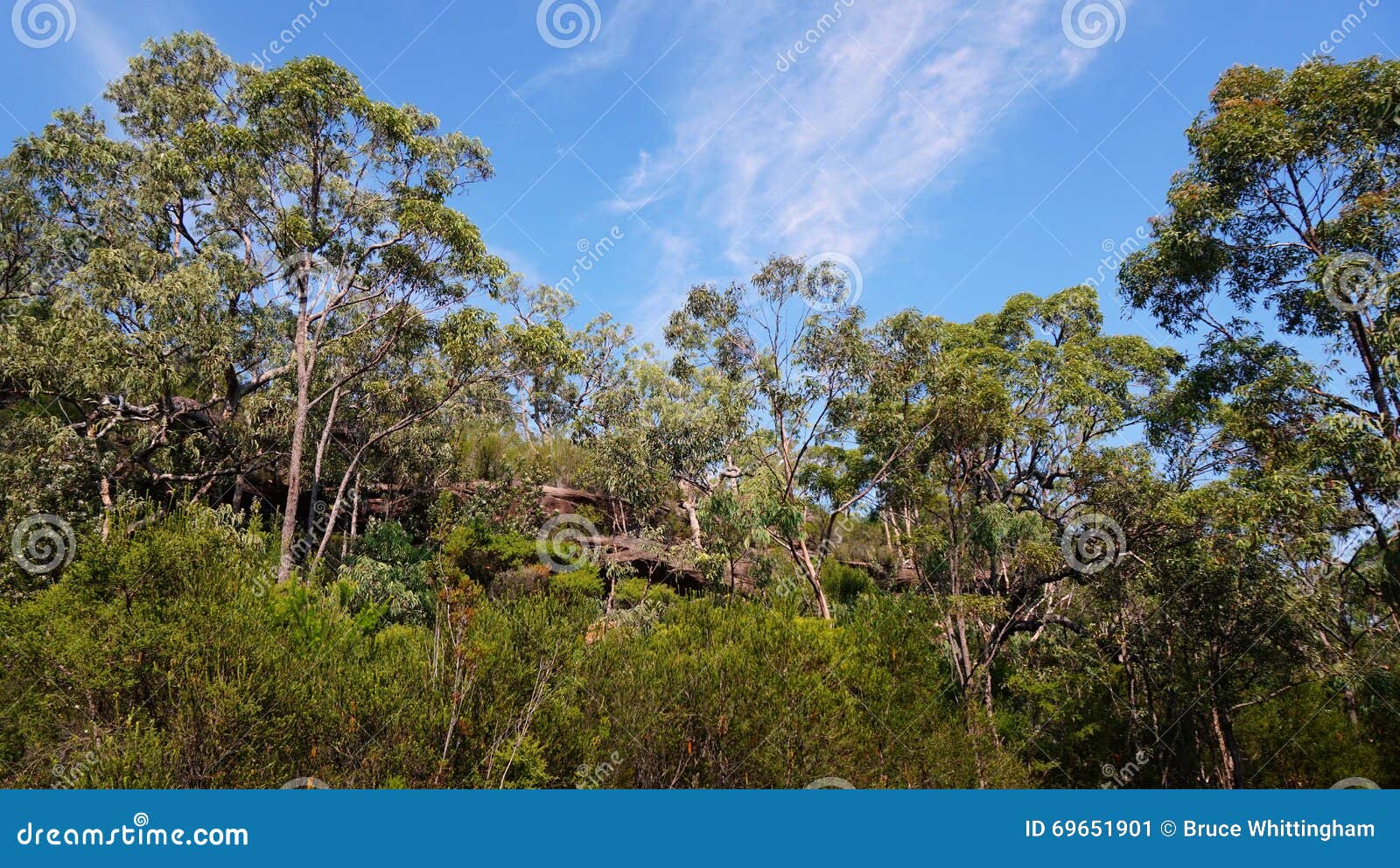 Australian Eucalyptus Forest Stock Image - Image of blue, australian ...