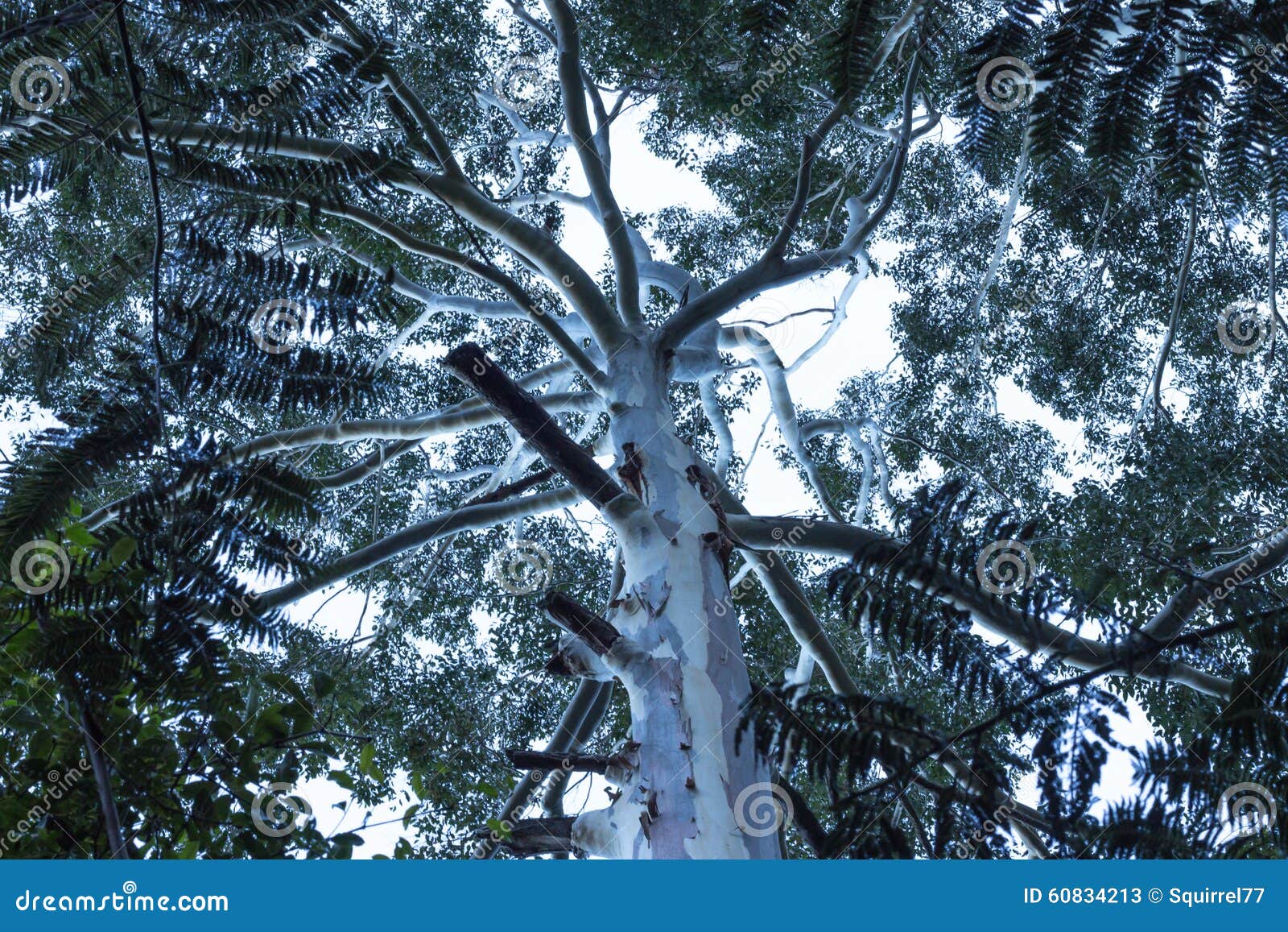 Australian Eucalyptus Gum Tree Canopy Stock Image - Image of branches ...