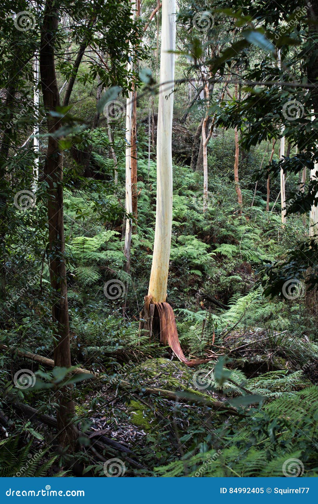 Australian Eucalyptus Paperbark Tree Forest Nature Background Stock ...