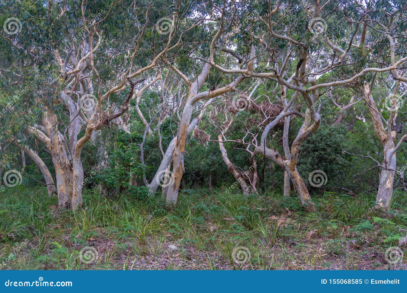 Australian Eucalyptus Paperbark Tree Forest Nature Background Stock ...