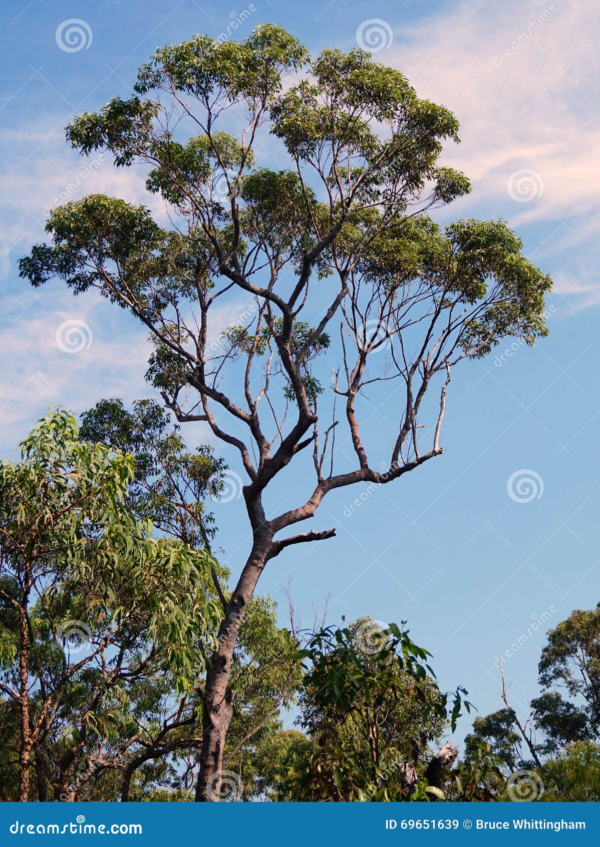 Australian Eucalyptus Trees