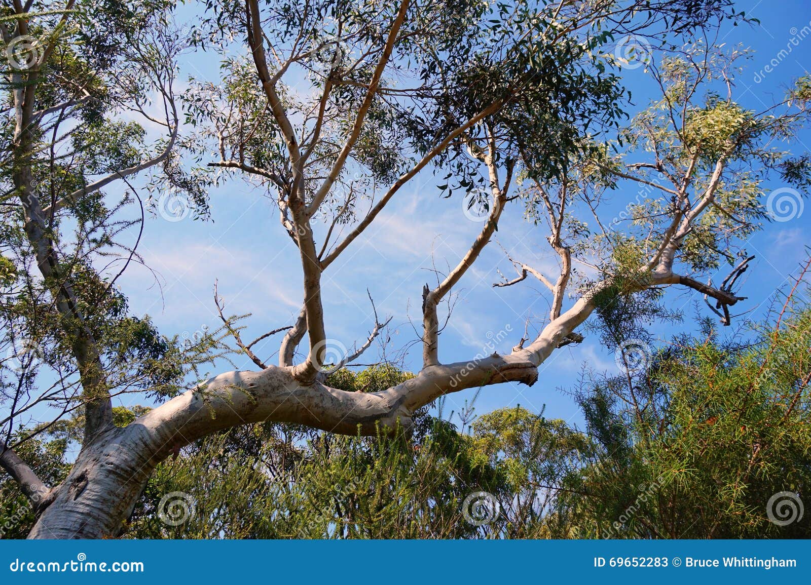 Australian Eucalyptus Tree stock image. Image of eucalyptus - 69652283