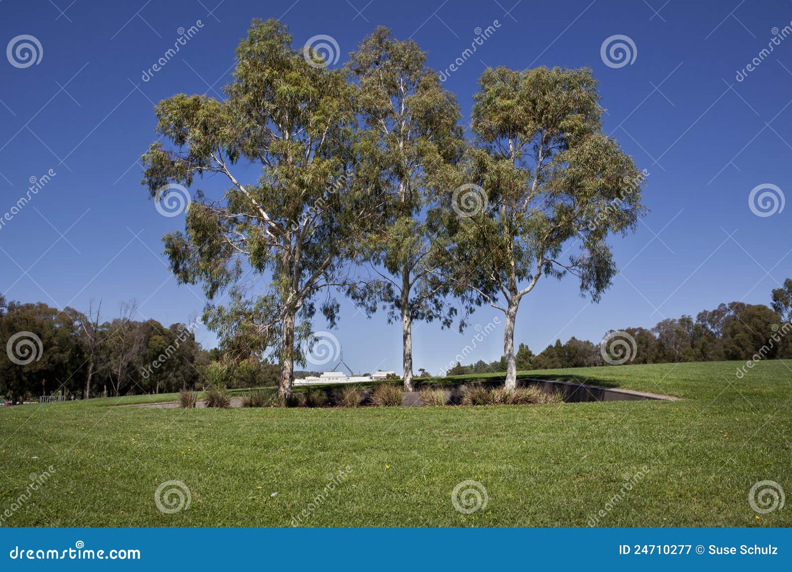 Australian Eucalyptus Trees Stock Image - Image of australia, generic ...