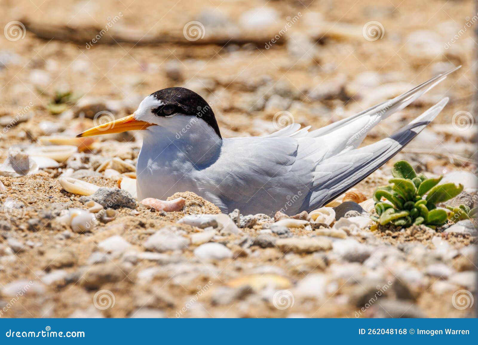 Australian Fairy Tern in Western Australia Stock Photo - Image of ...
