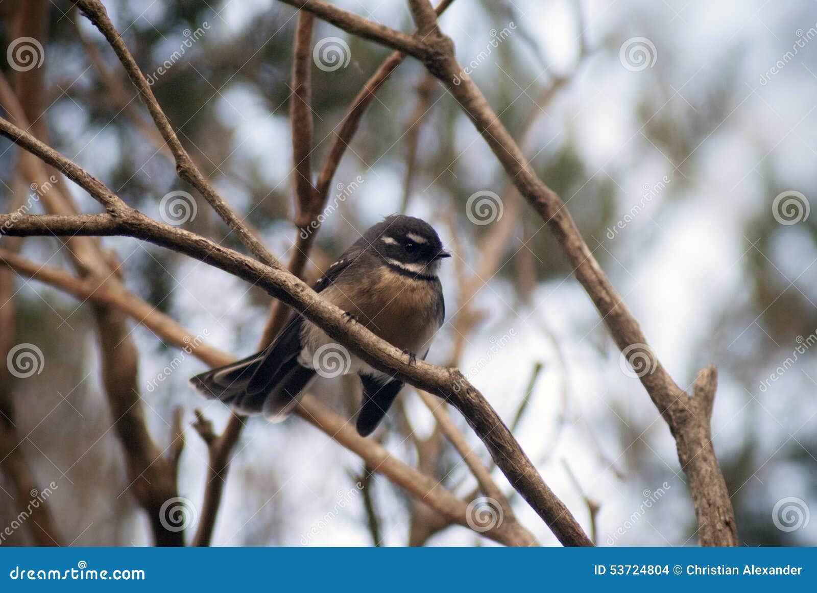 Australian Fantail in a Tree Stock Photo - Image of nature, outdoors ...