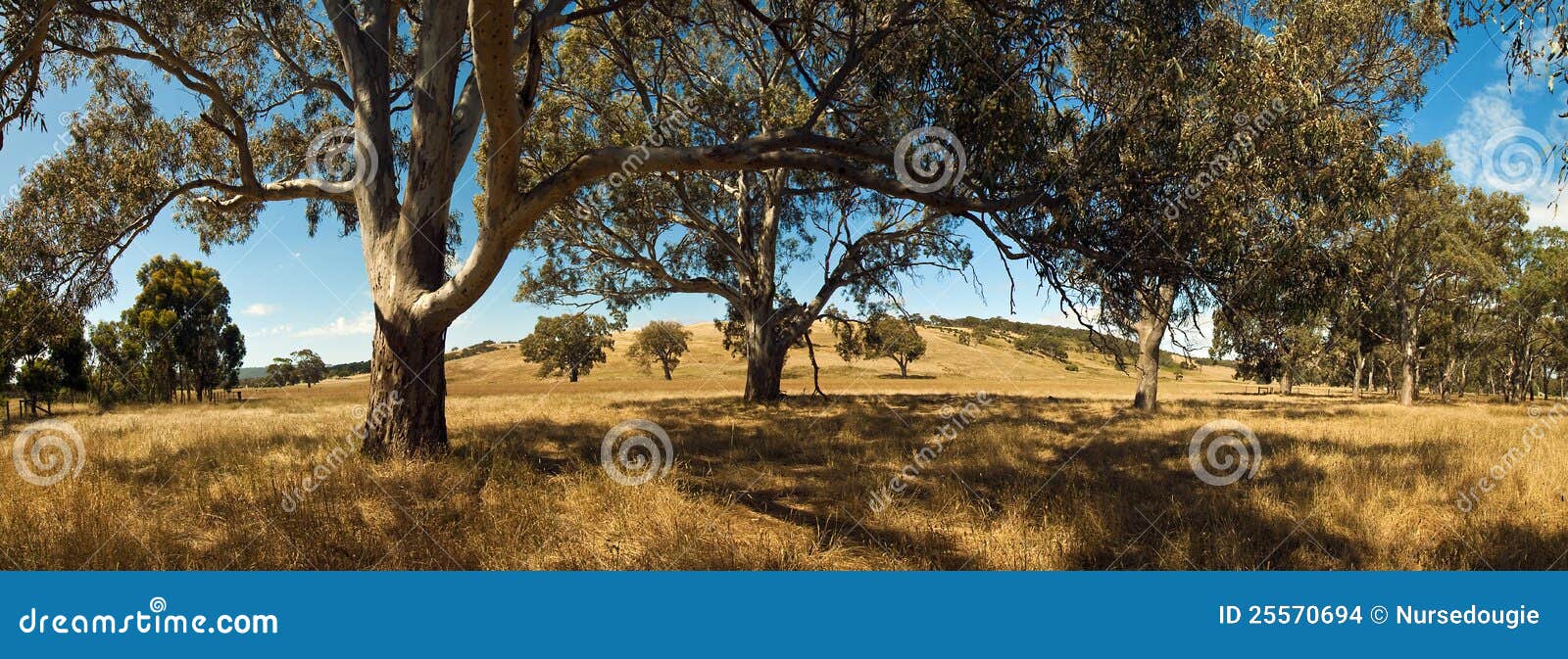 Australian Farm Cattle Grazing Pastures Of Stunning Country Landscape ...