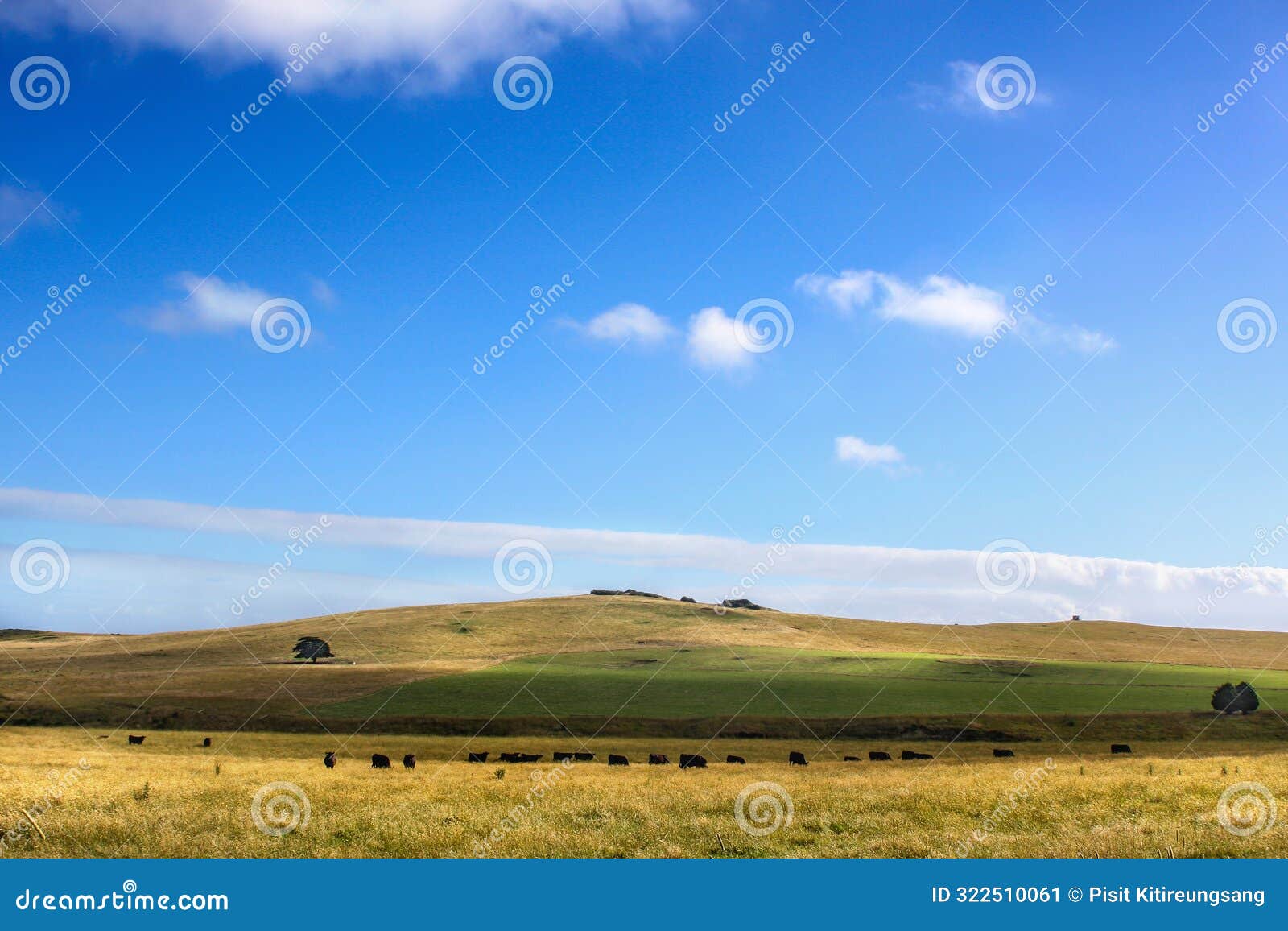 Australian Farm Landscape View Stock Image - Image of plain, animal ...