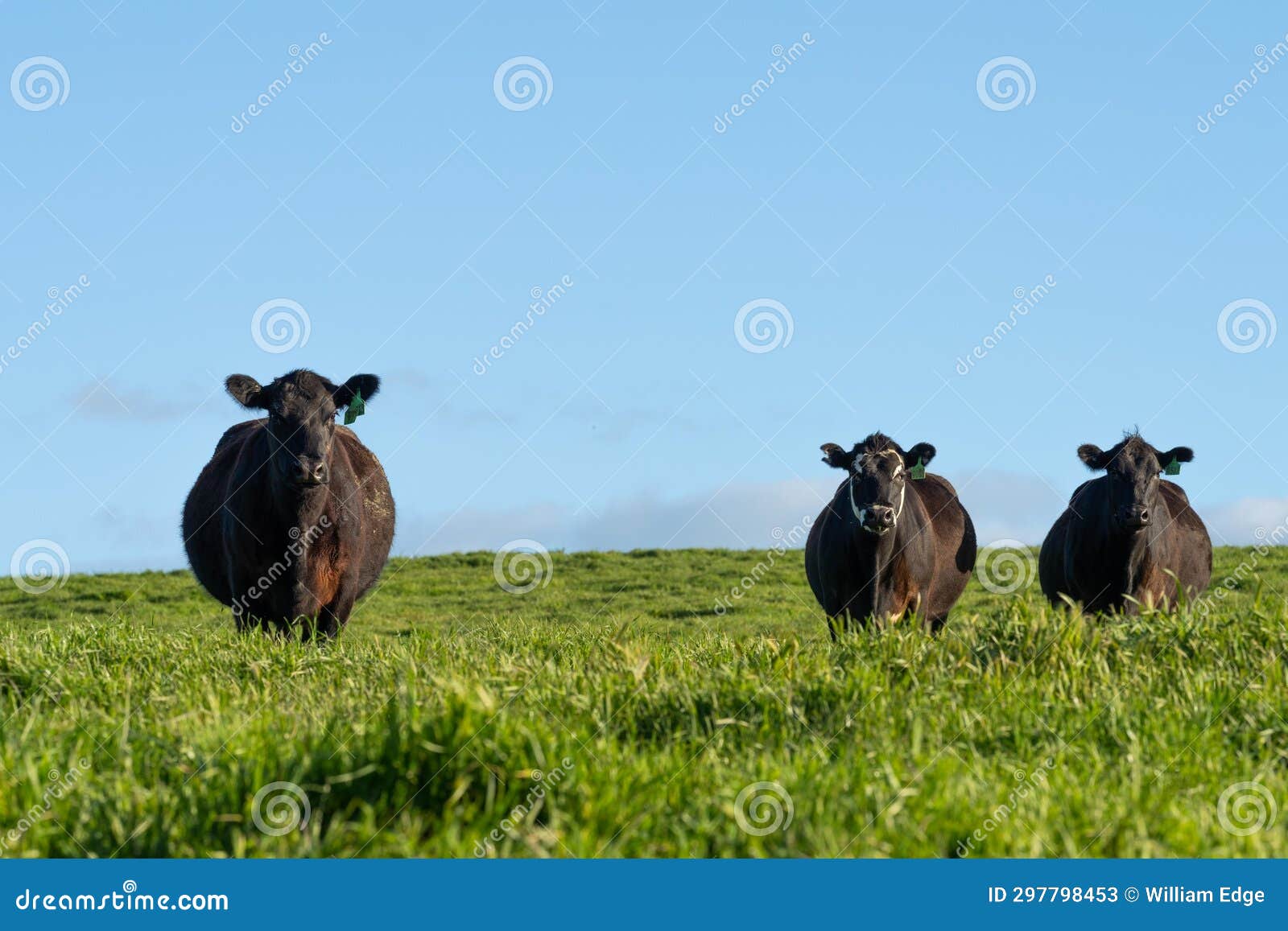 Australian Farming Landscape in Springtime with Angus and Murray Grey ...