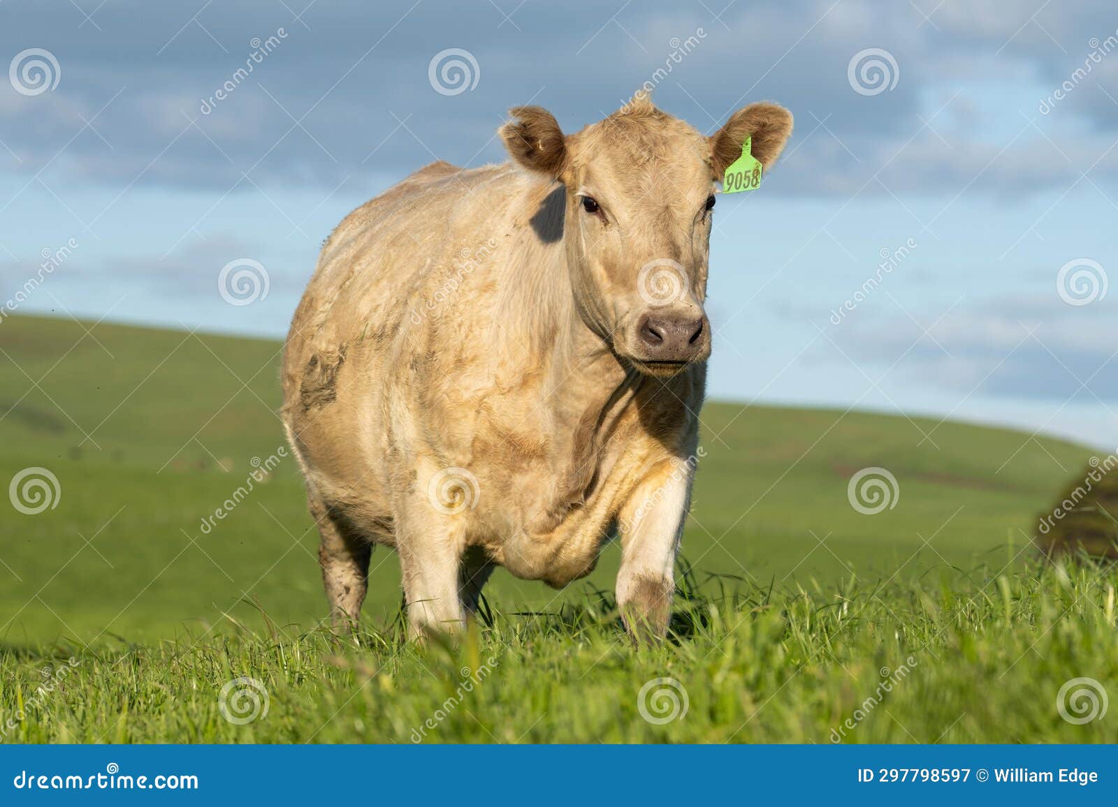 Australian Farming Landscape in Springtime with Angus and Murray Grey ...