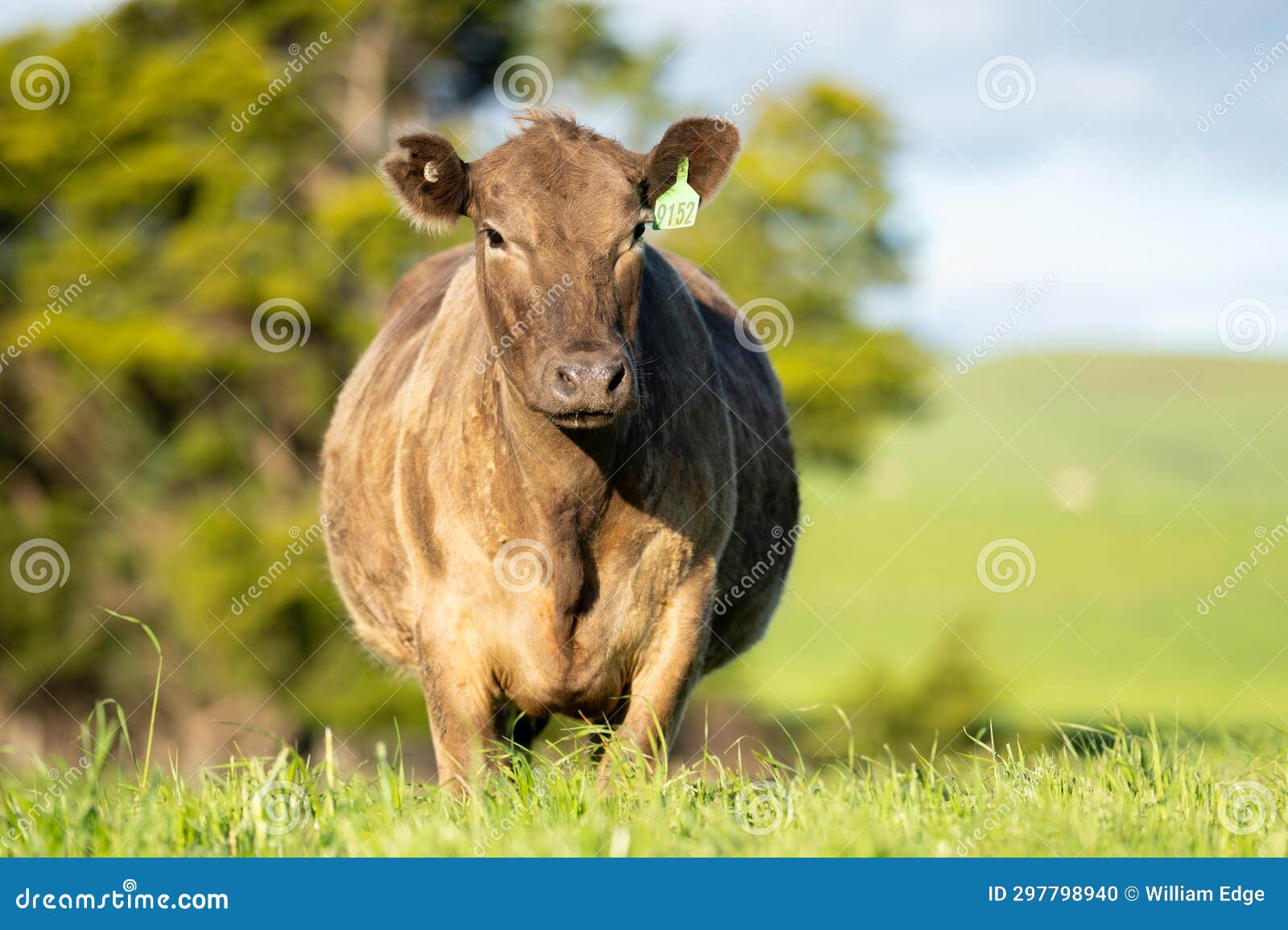 Australian Farming Landscape in Springtime with Angus and Murray Grey ...
