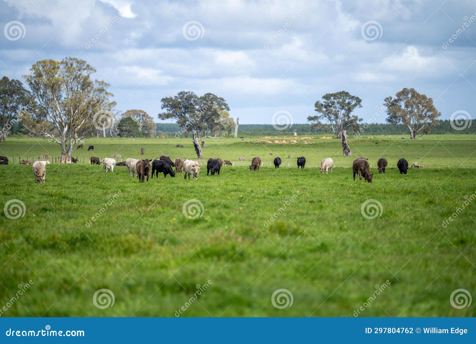 Australian Farming Landscape in Springtime with Angus and Murray Grey ...