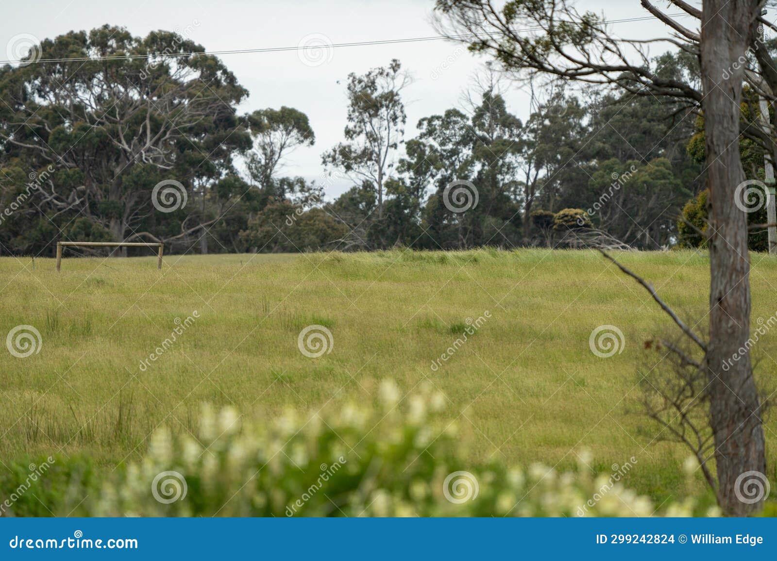 Australian Farming Landscape in Springtime Stock Photo - Image of ...
