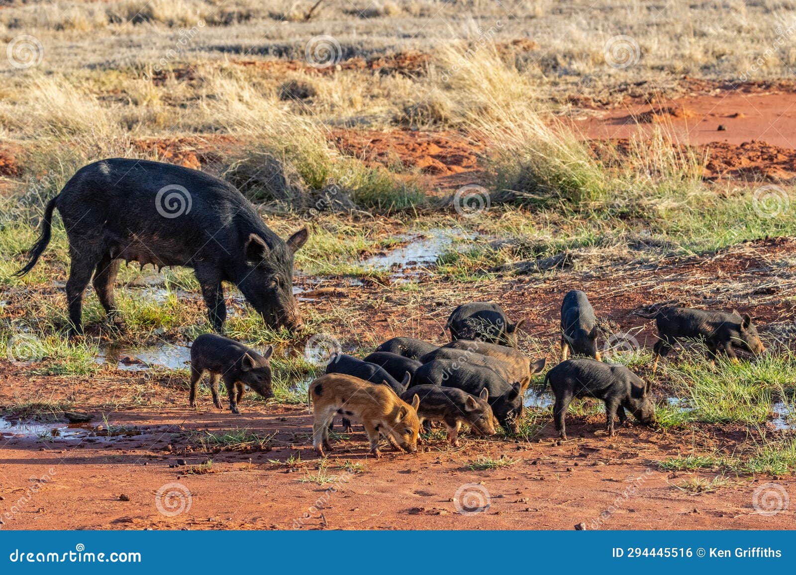 Australian Feral Pigs stock photo. Image of mammal, piglets - 294445516