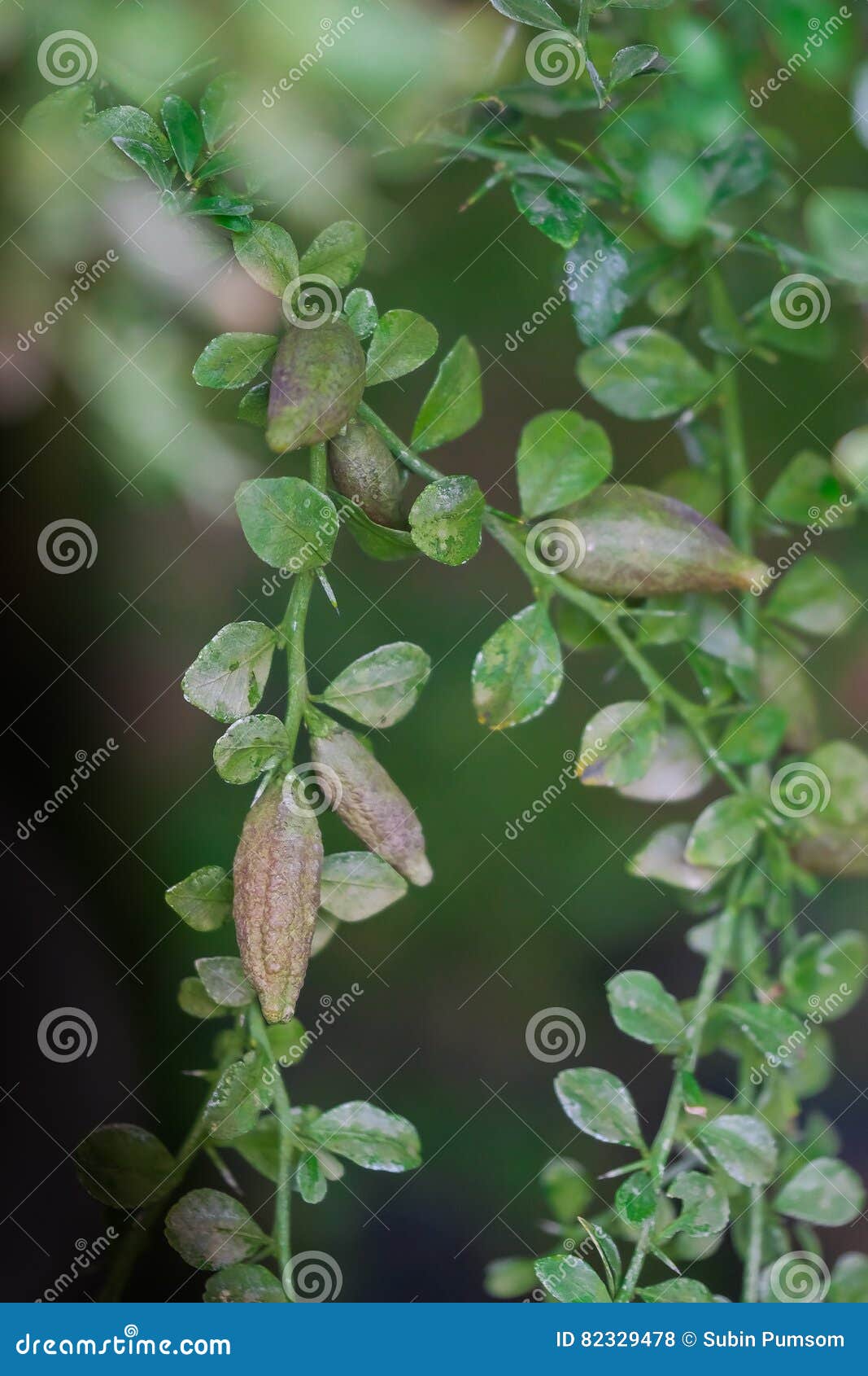 Australian Finger Lime or Caviar Lime Stock Photo - Image of ...