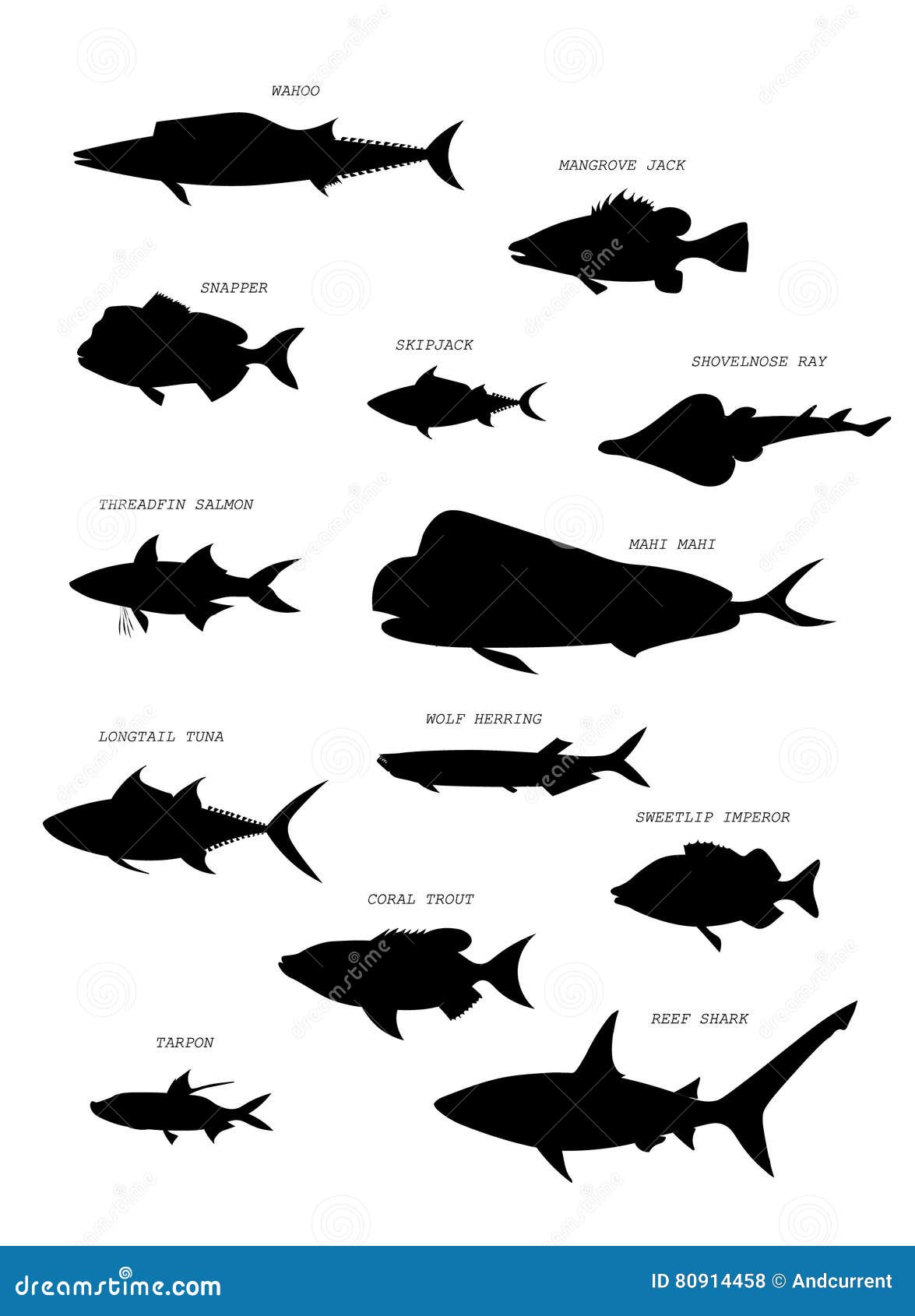 Australian Fish Silhouette. Vector Set. Stock Vector - Illustration of ...