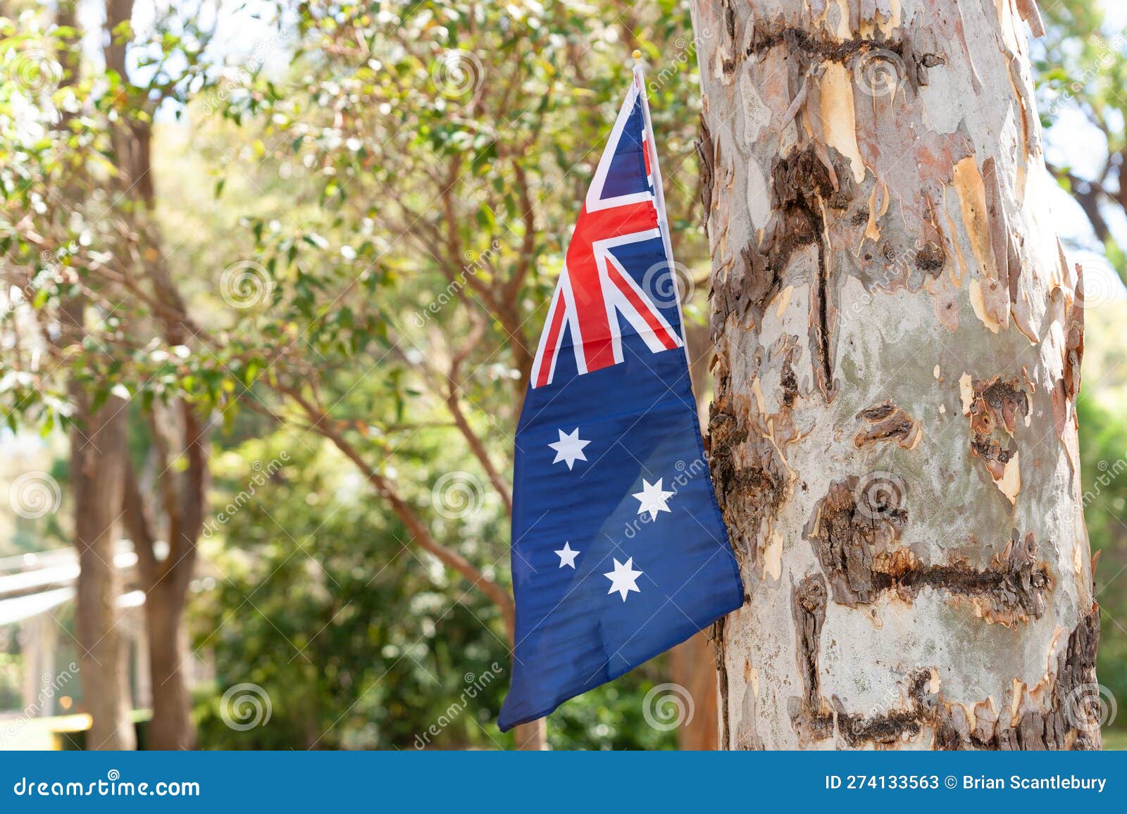 Australian Flag on Tree in Australian Bush Stock Image - Image of ...