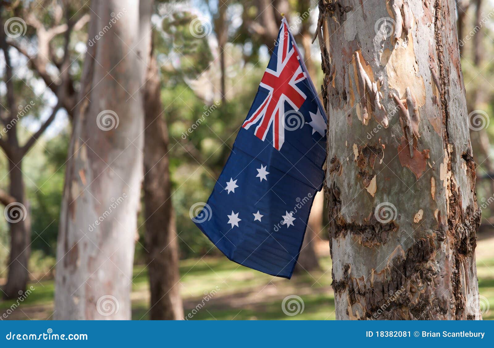 Australian flag in trees. stock image. Image of union - 18382081