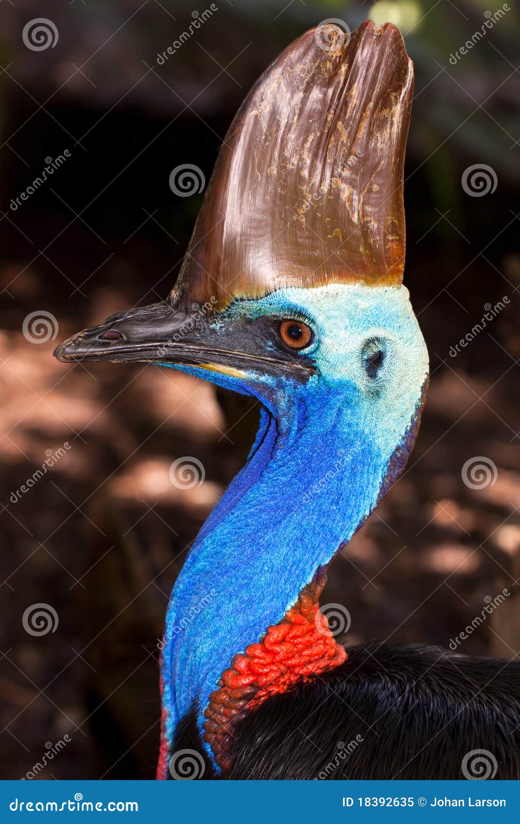 Australian Flightless Bird, the Cassowary Stock Image - Image of ...