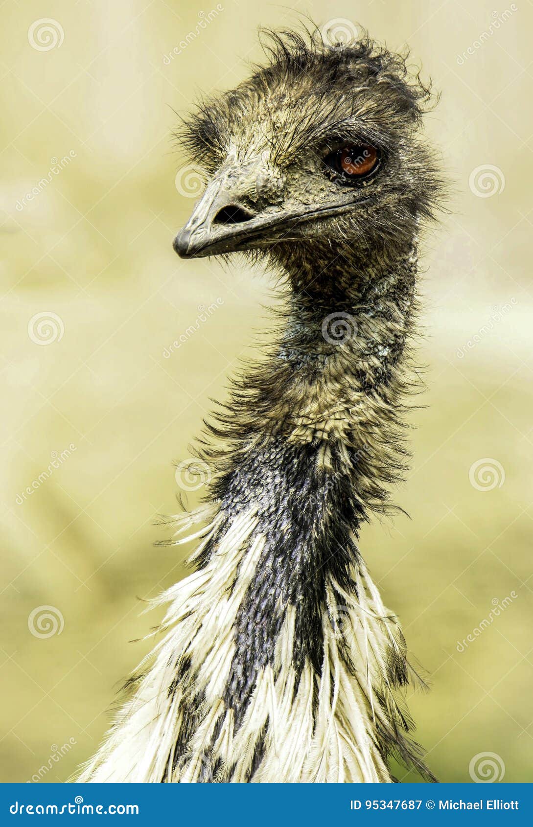 Emu stock image. Image of buckskinman, nomadic, sprinter - 95347687