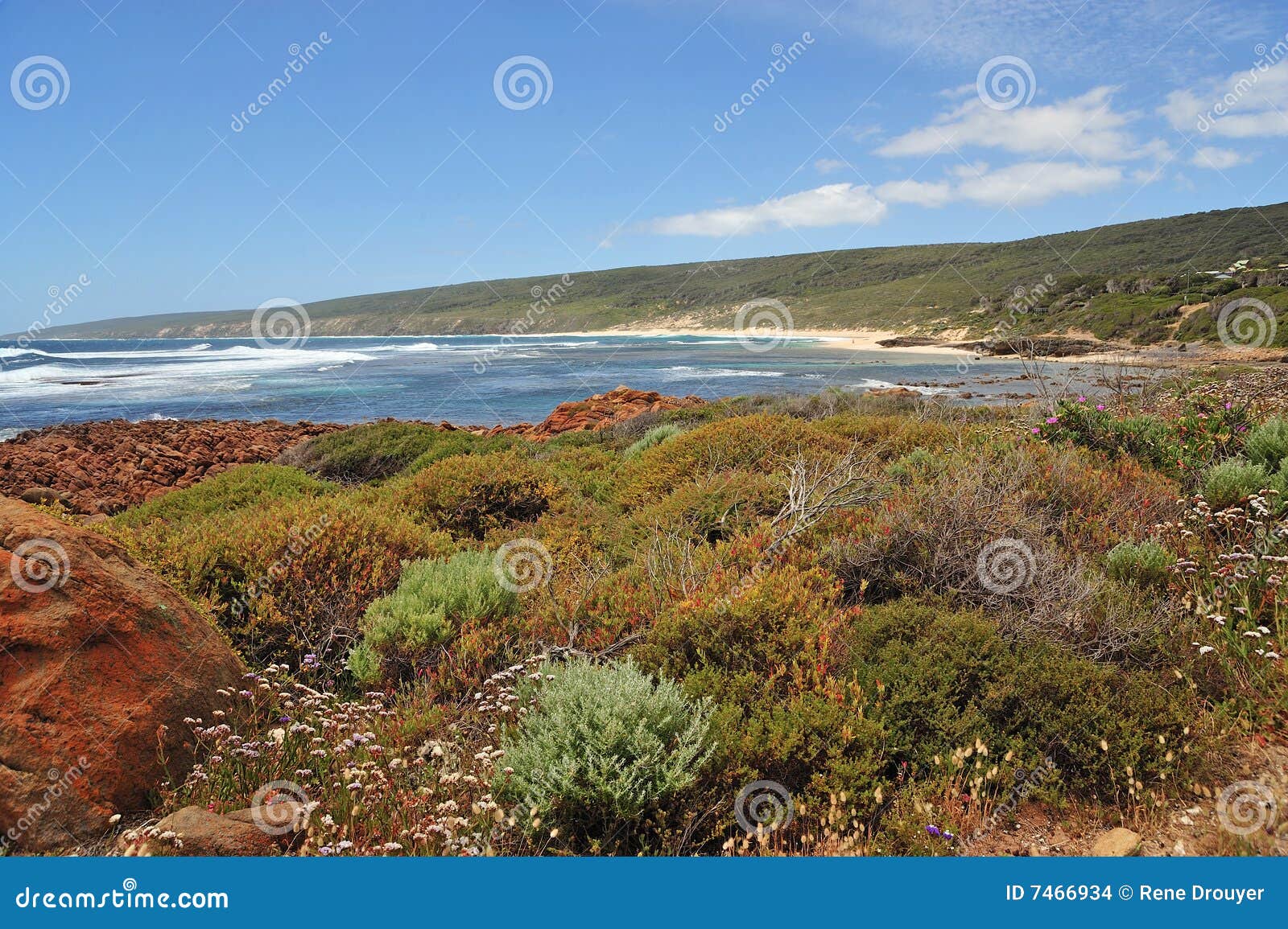 Australian flora stock photo. Image of natural, typical - 7466934
