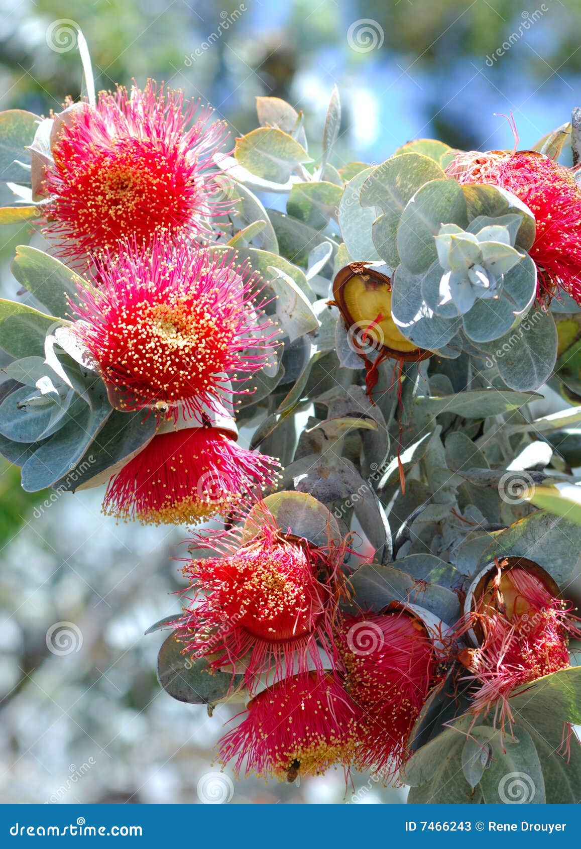 Australian Flora: Red Fowers of Eucalythus Trees Stock Image - Image of ...