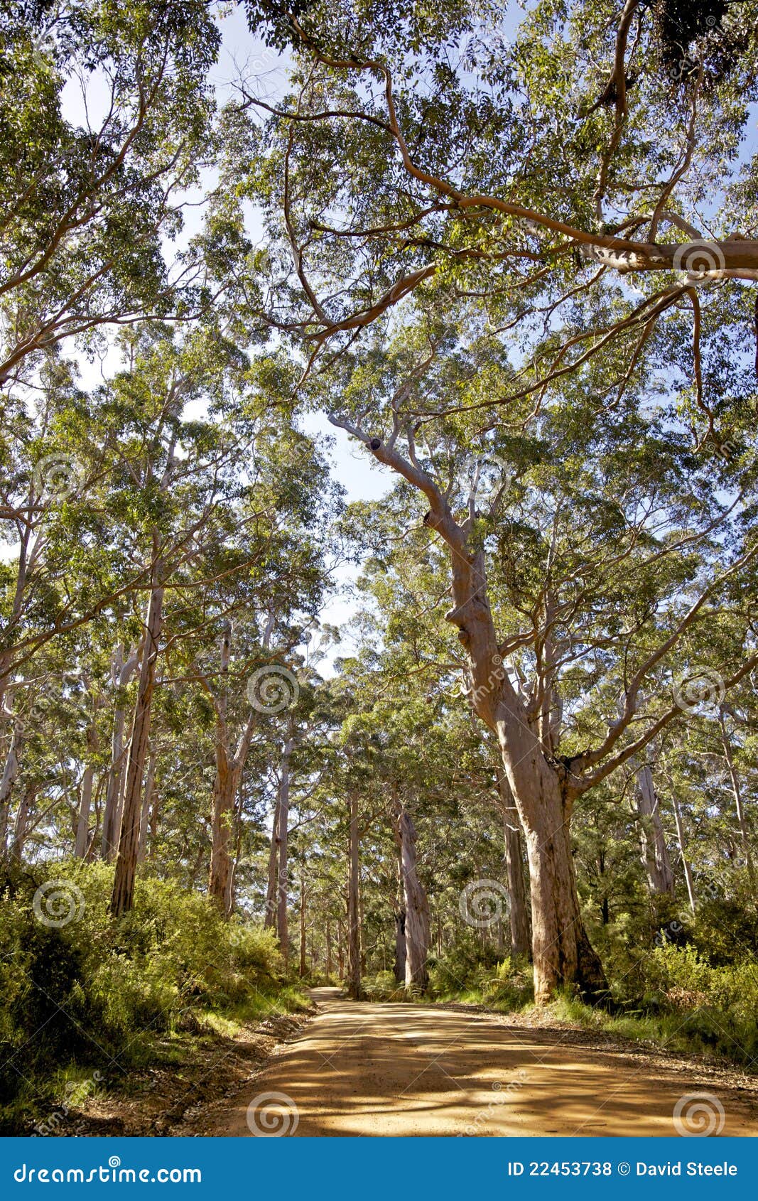 Australian Forest stock photo. Image of australia, walking - 22453738