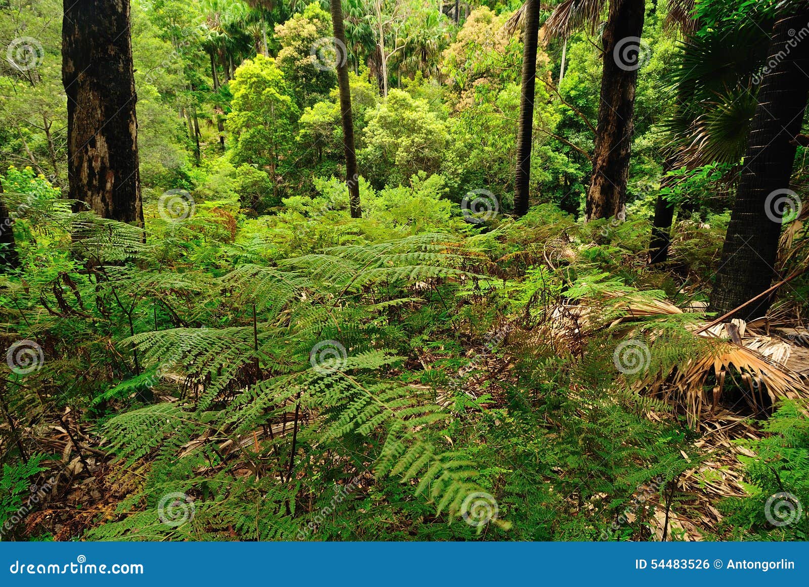 Australian forest stock photo. Image of dense, green - 54483526
