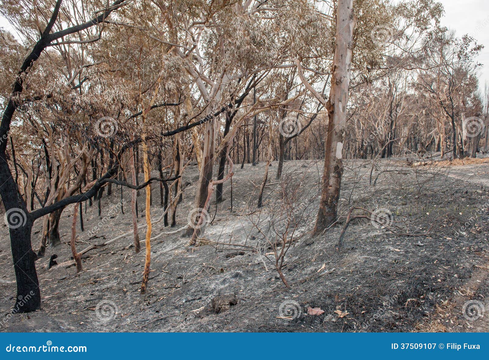 Australian forest fire stock image. Image of south, wales - 37509107
