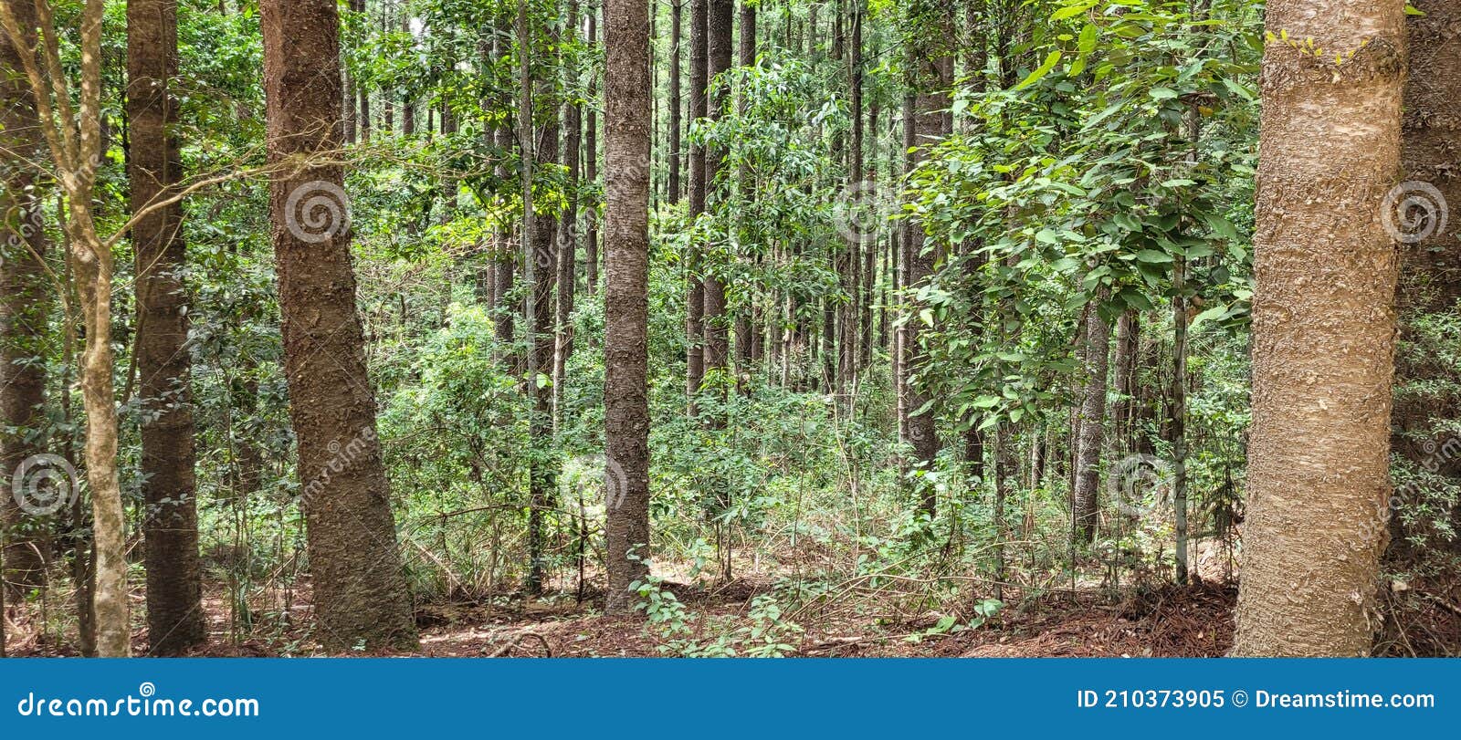 Australian Forests Queensland Stock Image - Image of australian ...