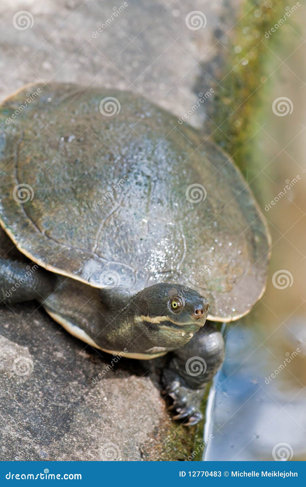 Australian Fresh Water Turtle Stock Image - Image of water, edge: 12770483