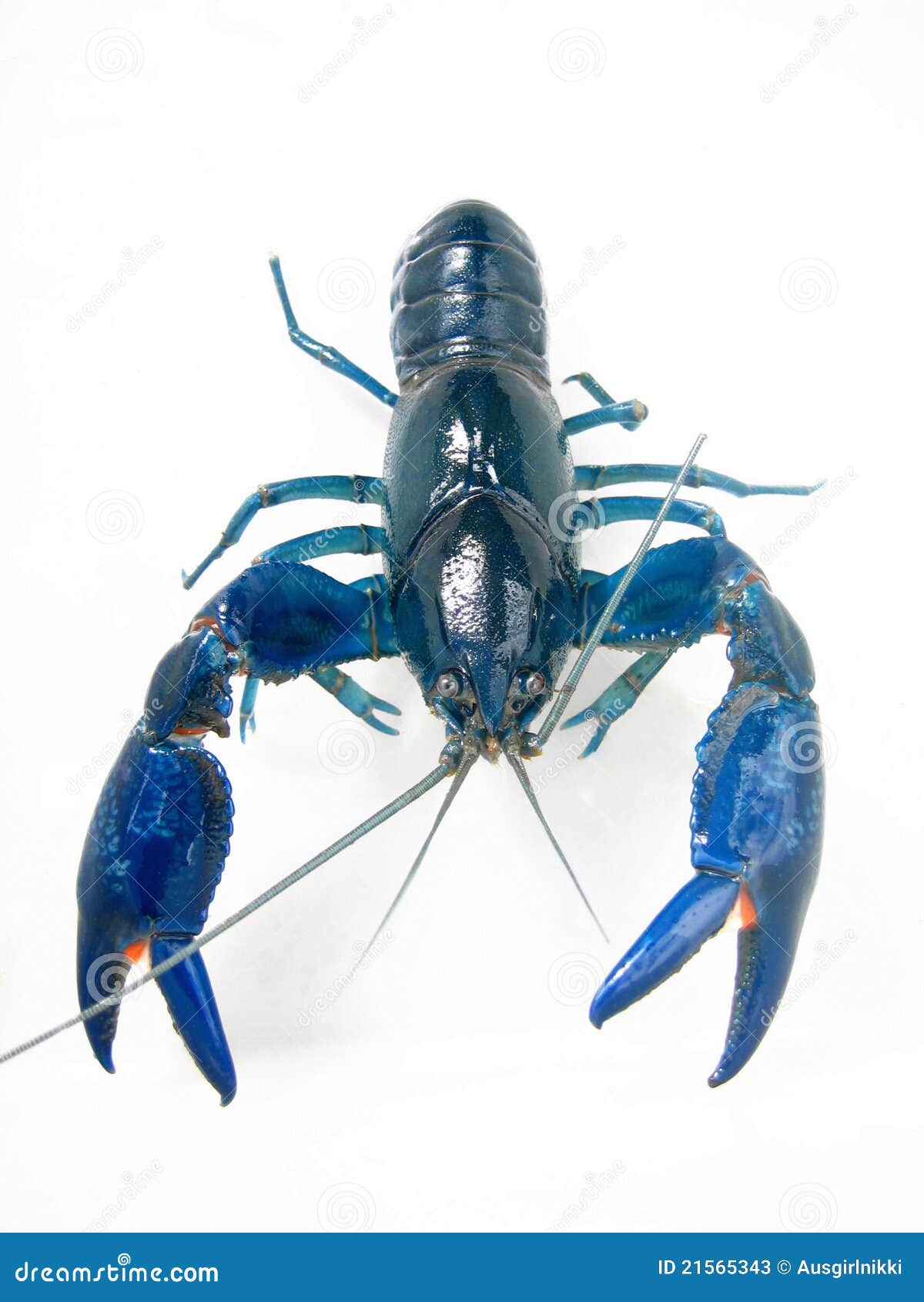 Australian Freshwater Blue Yabby Yabbie Stock Photos - Image: 21565343