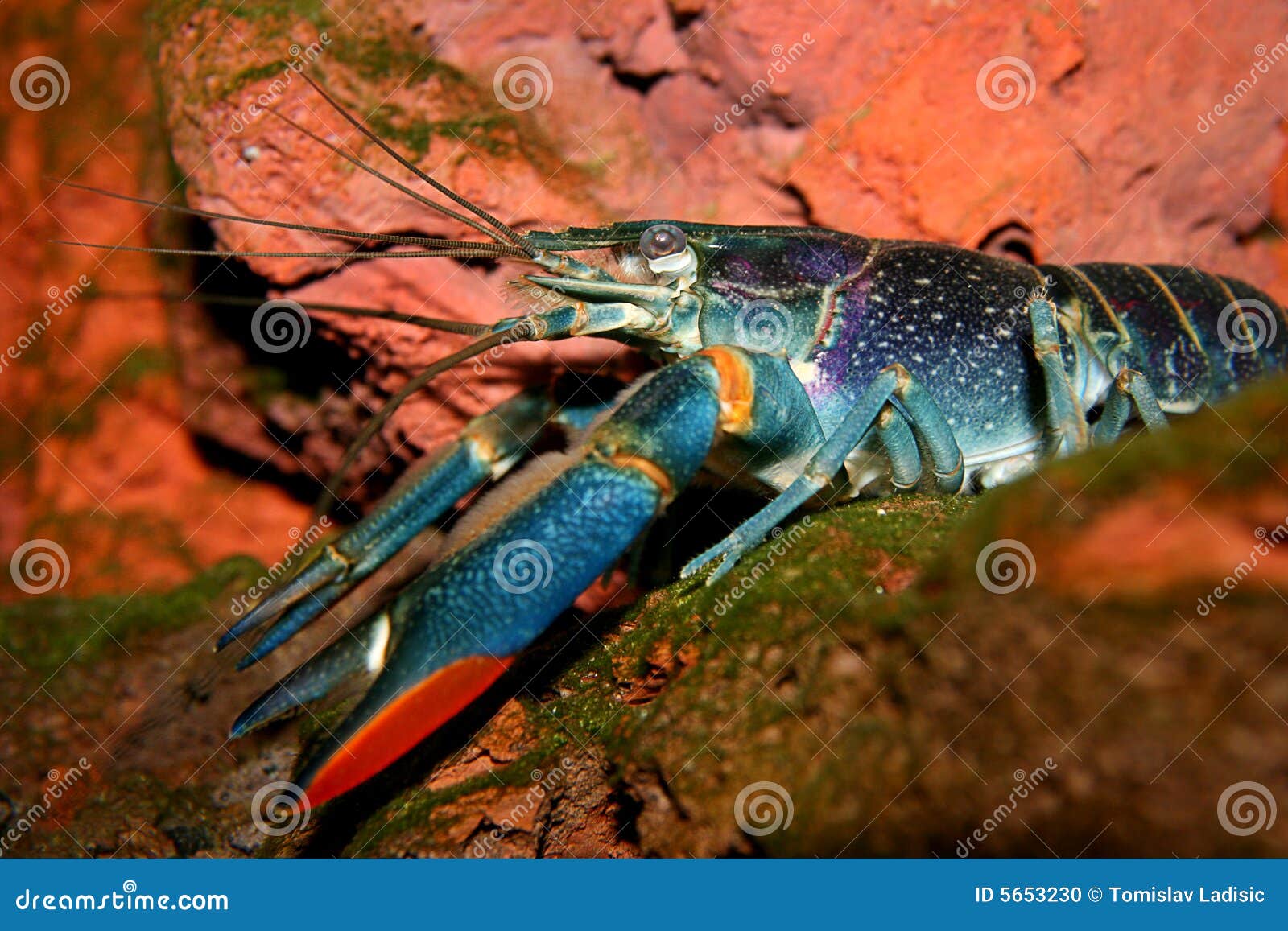 Australian Freshwater Crayfish Stock Photo - Image of freshwater, swamp ...