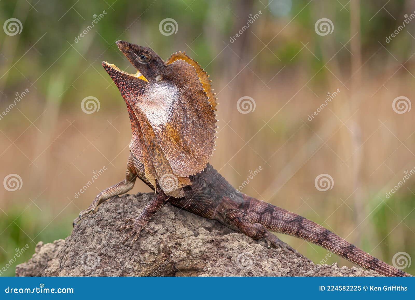 Frilled Lizard stock image. Image of wildlife, dragon - 224582225