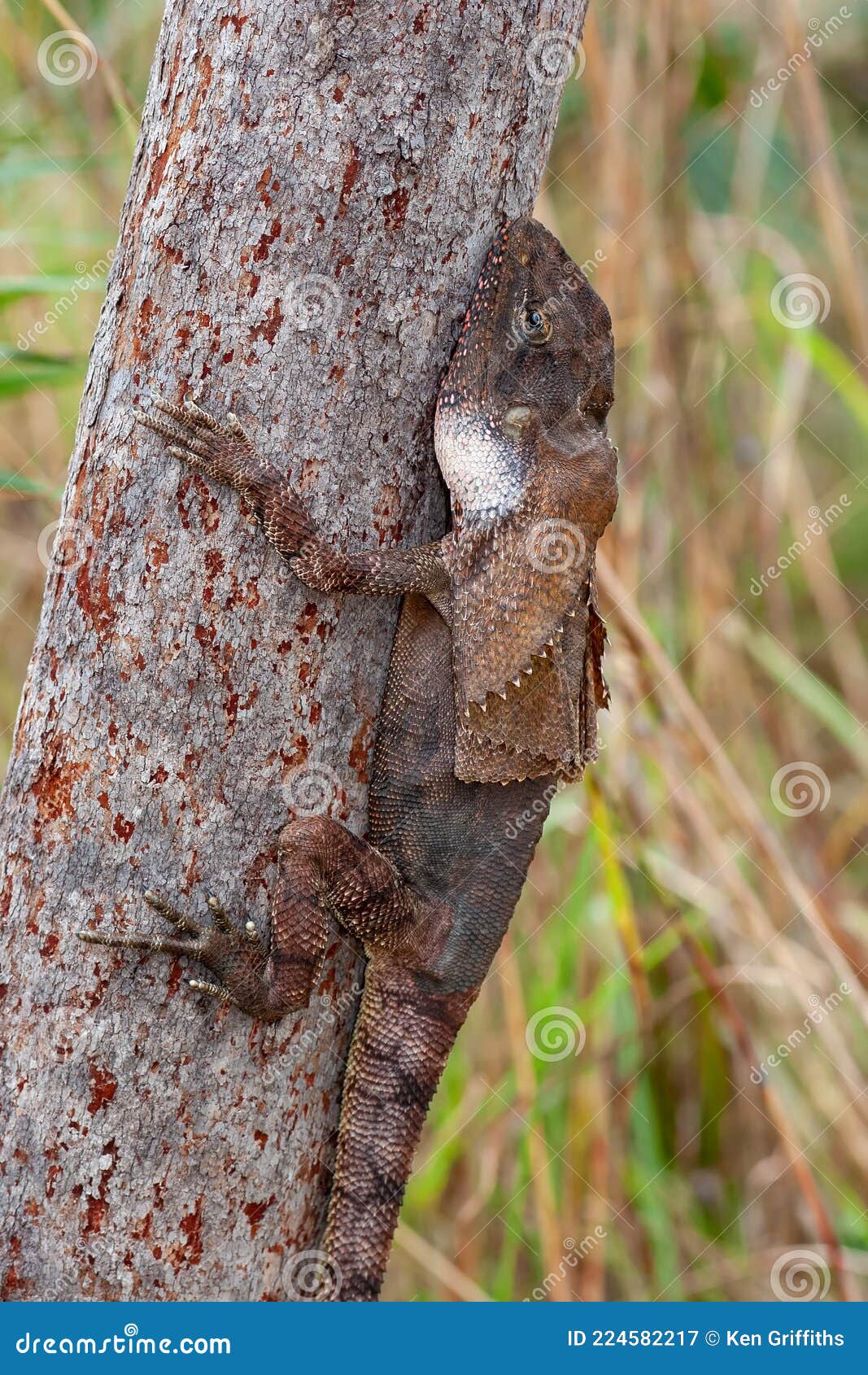 Frilled Lizard stock image. Image of kingii, frillnecked - 224582217