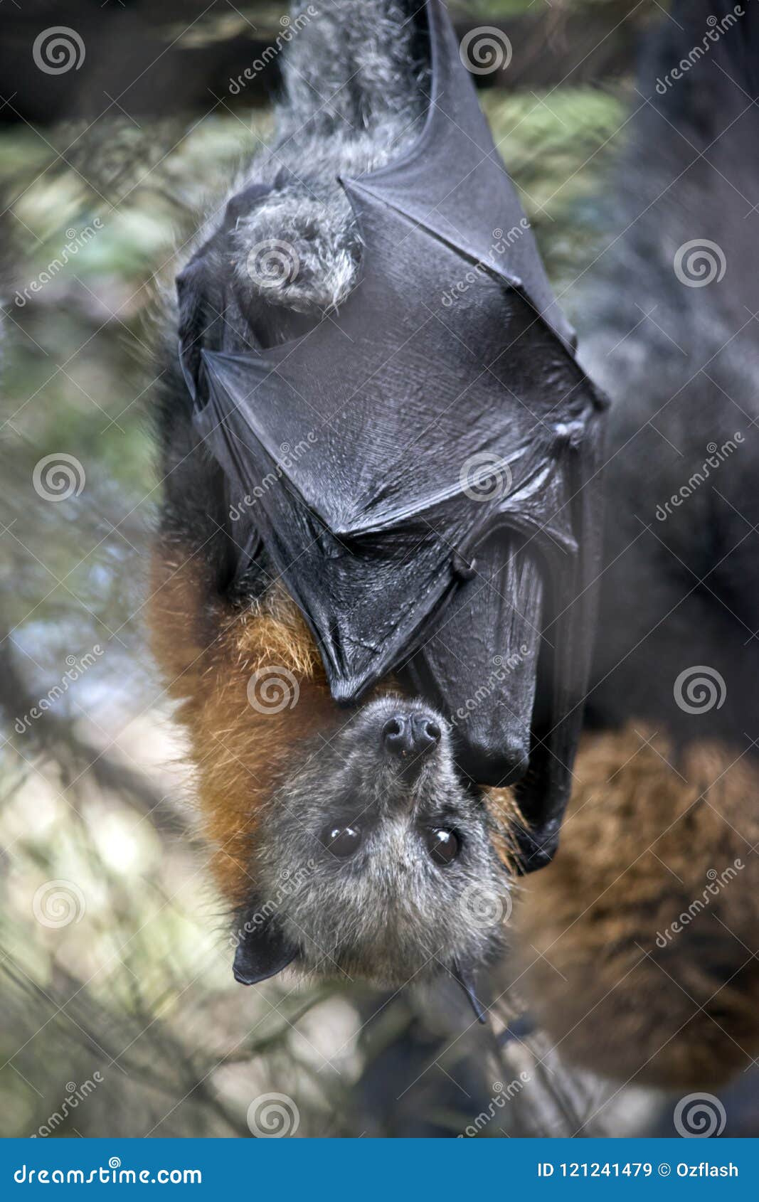 An Australian fruit bat stock image. Image of grey, ears - 121241479