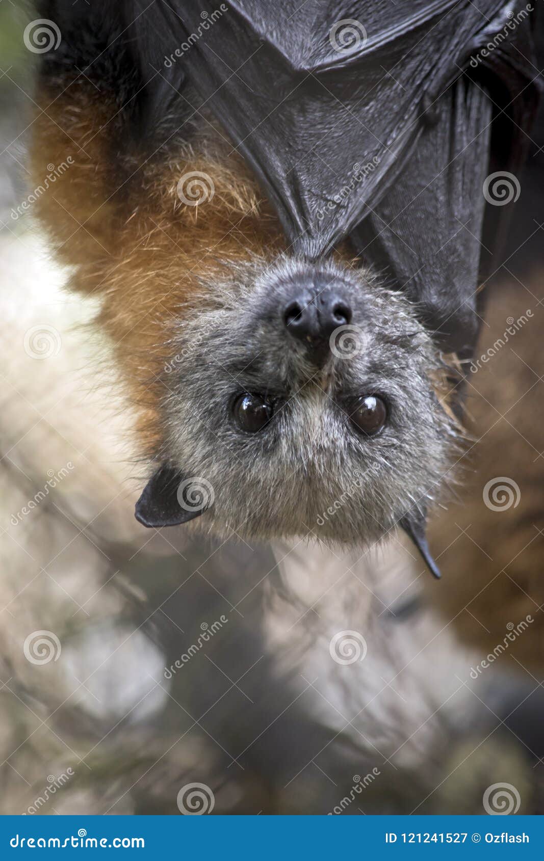 An Australian fruit bat stock image. Image of ears, black - 121241527