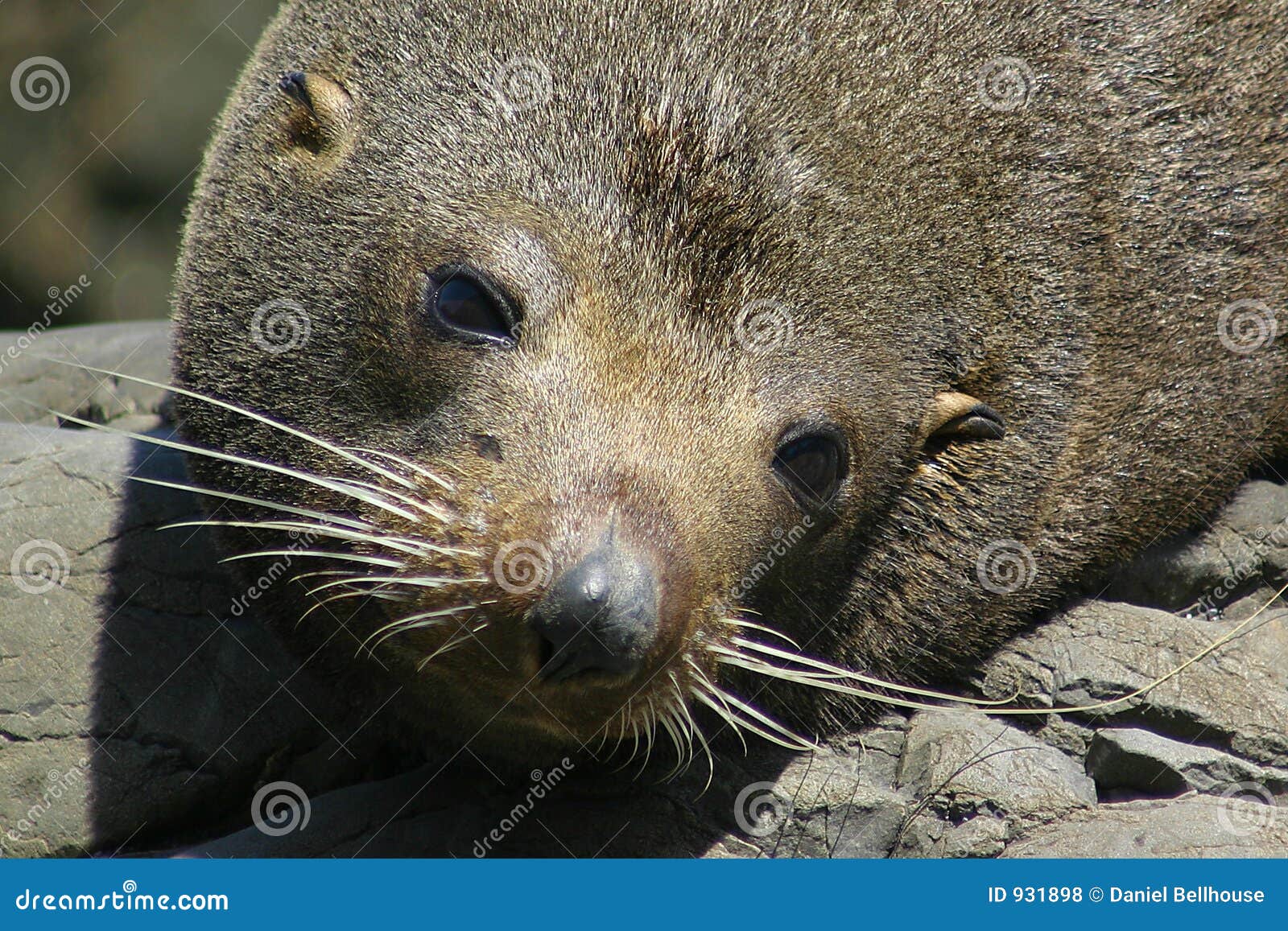 Australian Fur Seal stock photo. Image of zealand, outside - 931898