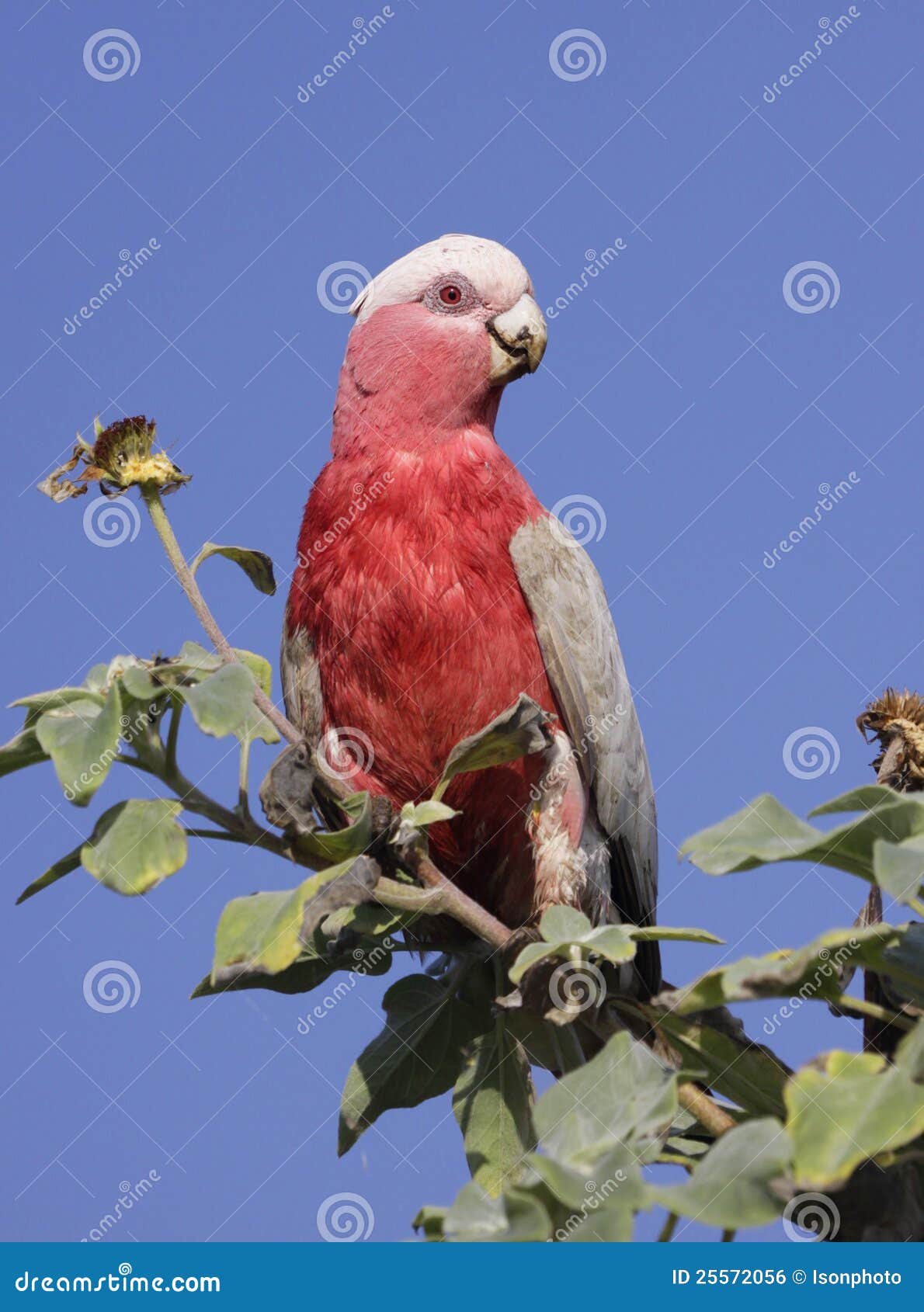 Australian galah stock photo. Image of pink, rosecapilla - 25572056
