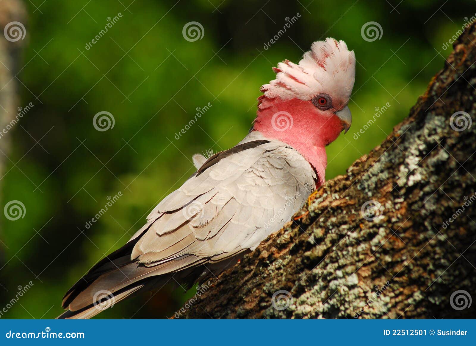 Australian Galah or Cockatoo Stock Image - Image of parrot, cockatoo ...