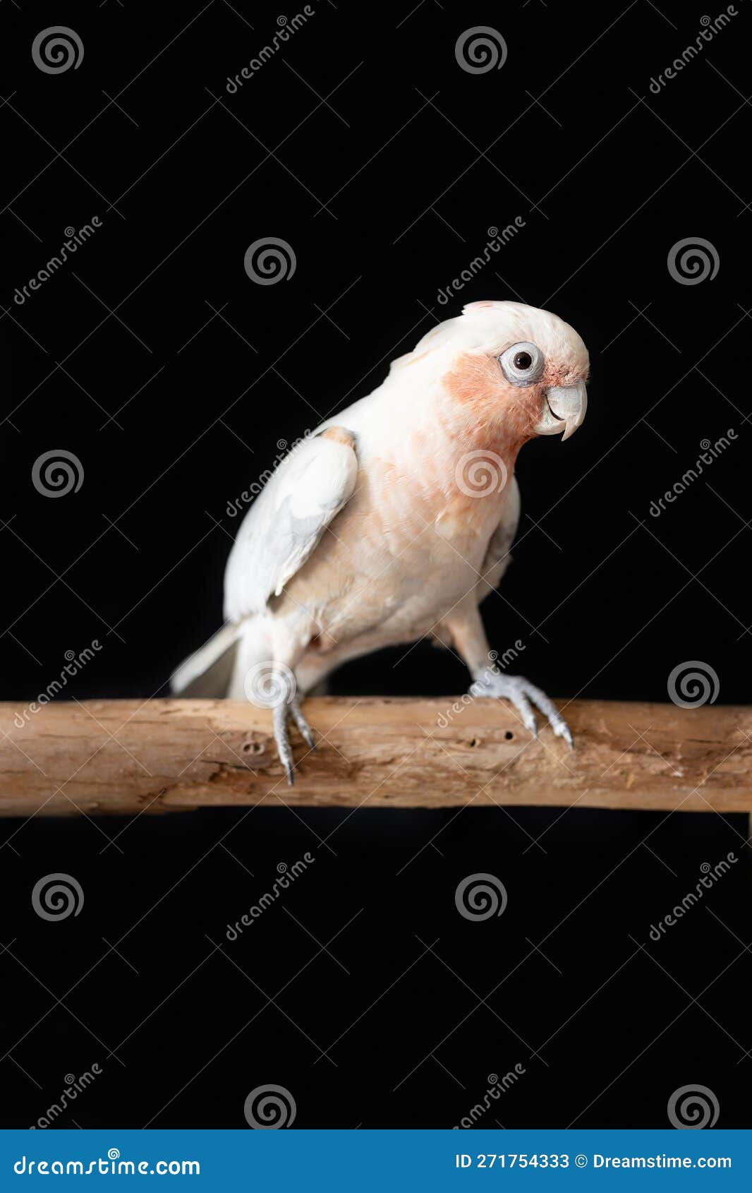 Australian Galah Corella Hybrid Stock Image - Image of little, sangunea ...