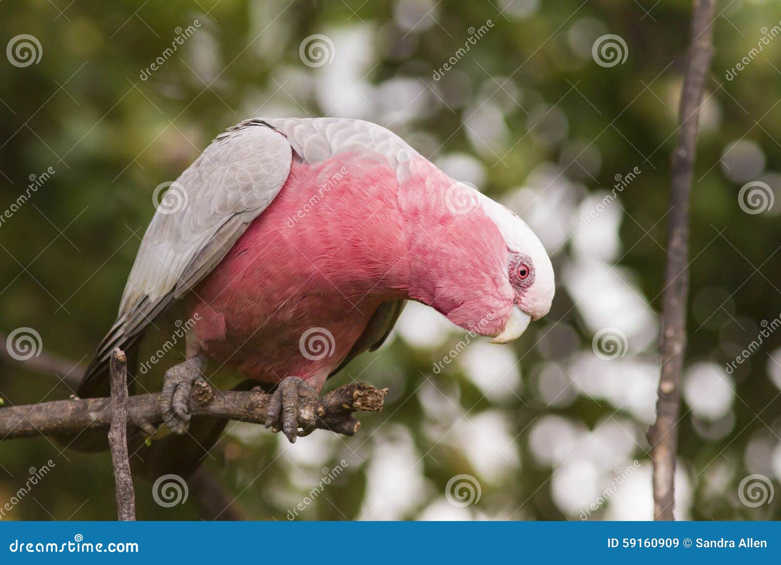 Australian Galah. stock image. Image of rose, nature - 59160909