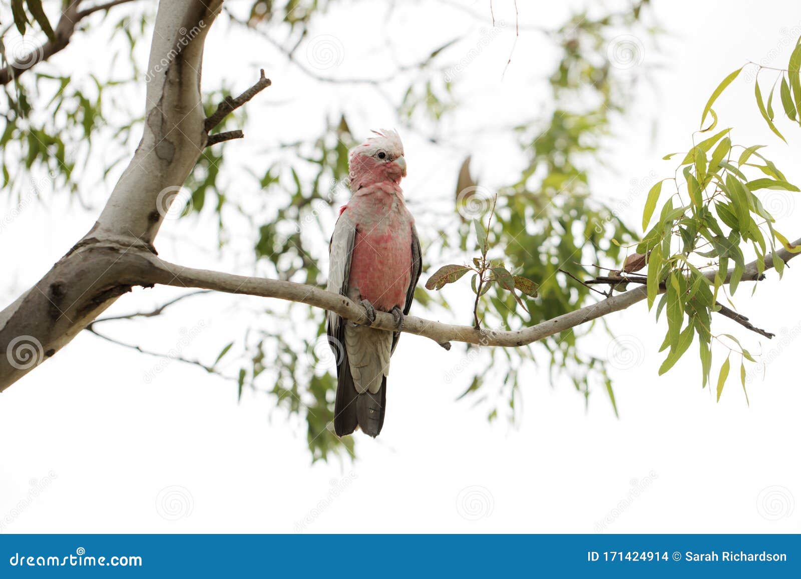 An Australian Galah Parrot in a Gum Tree Stock Photo - Image of baby ...