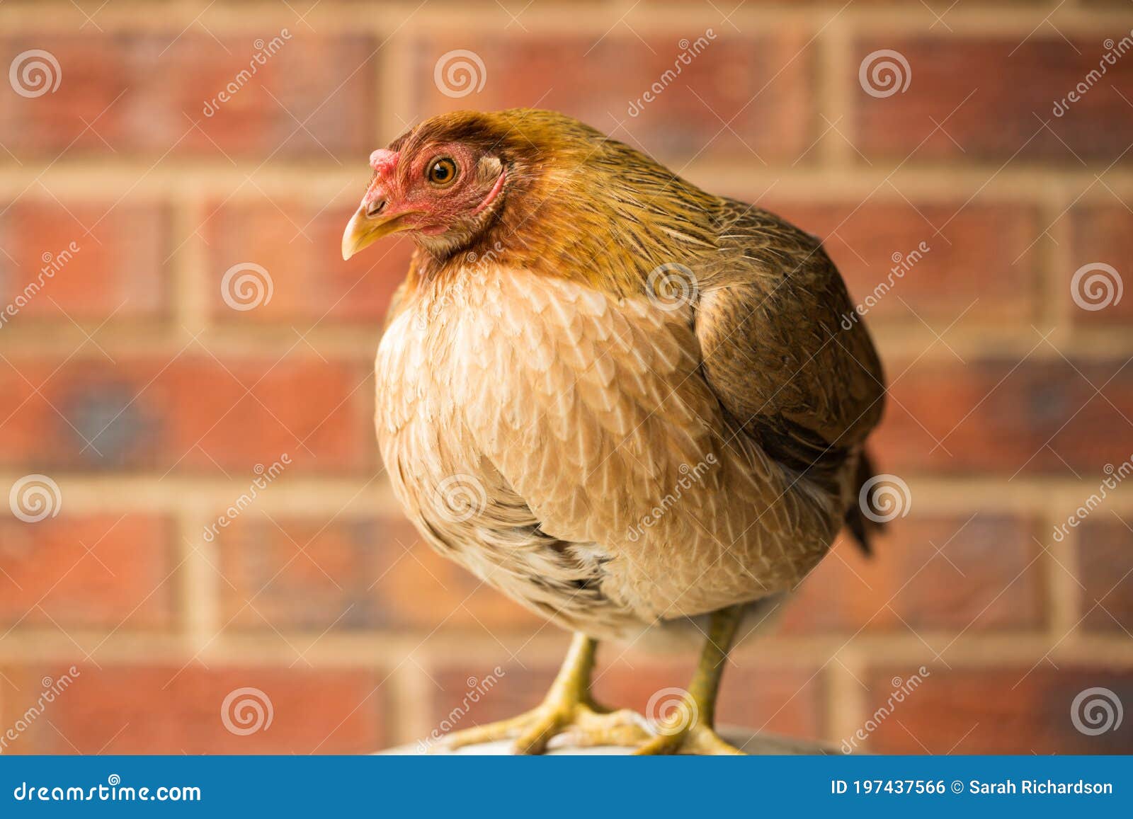 An Australian Game Chicken Breed Stock Photo - Image of common ...